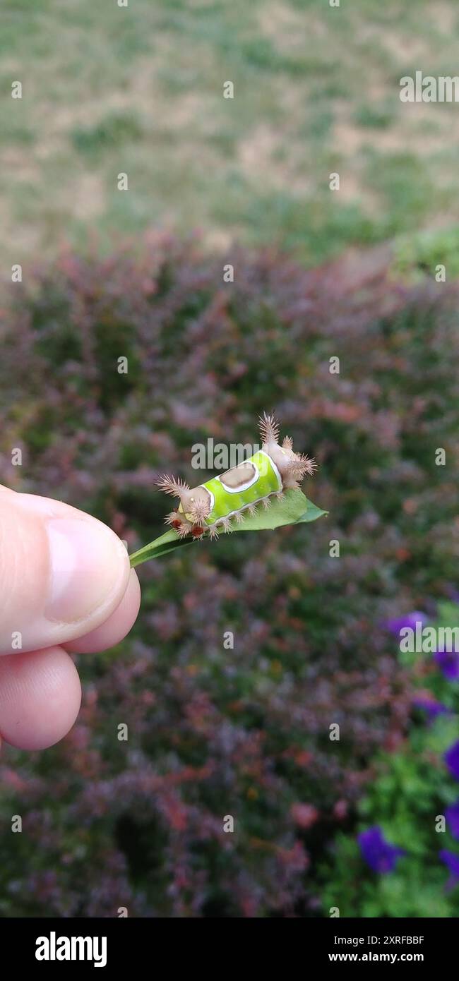 Saddleback Caterpillar Moth (Acharia stimulea) Insecta Stock Photo - Alamy