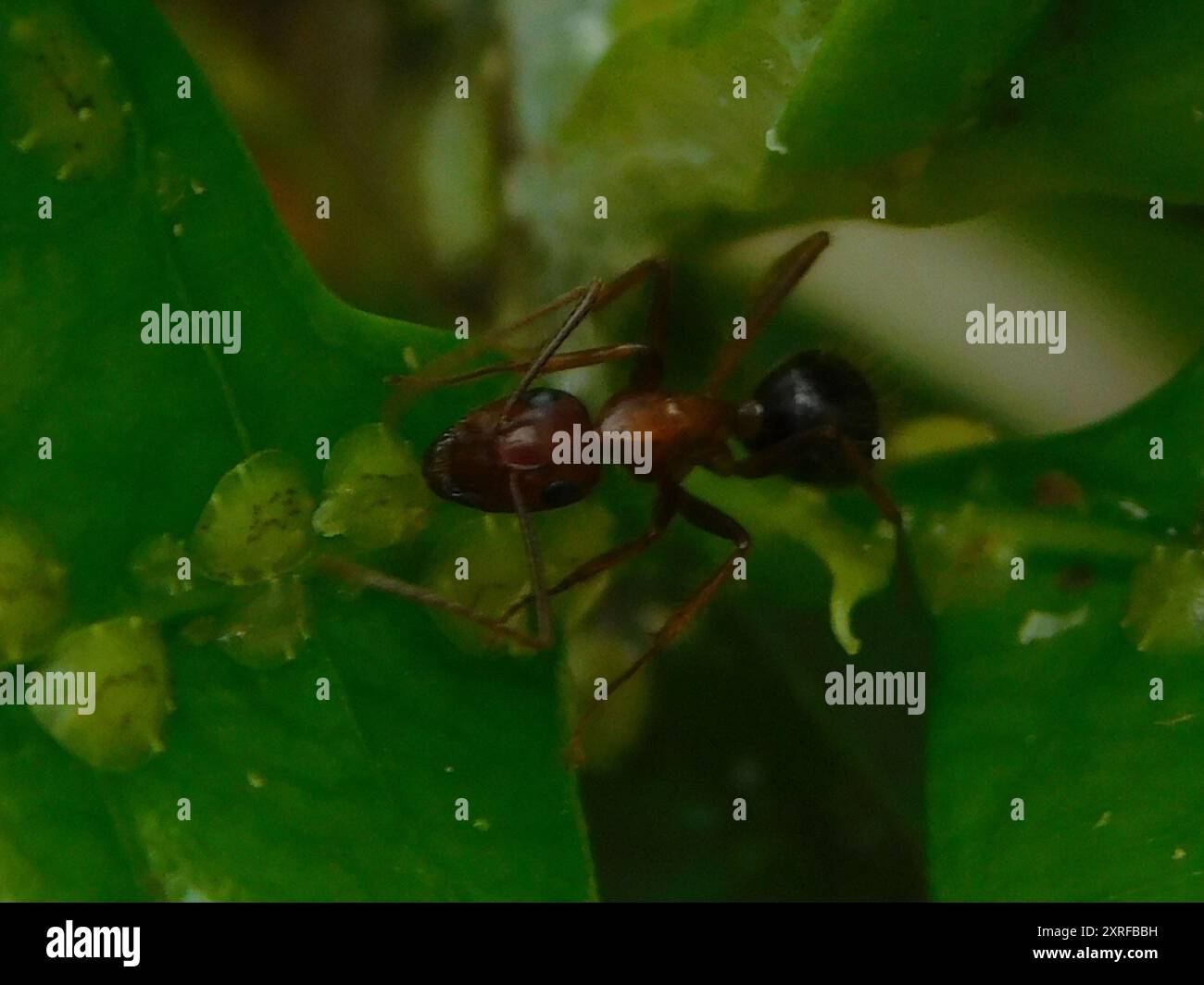 Green Coffee Scale (Coccus viridis) Insecta Stock Photo - Alamy