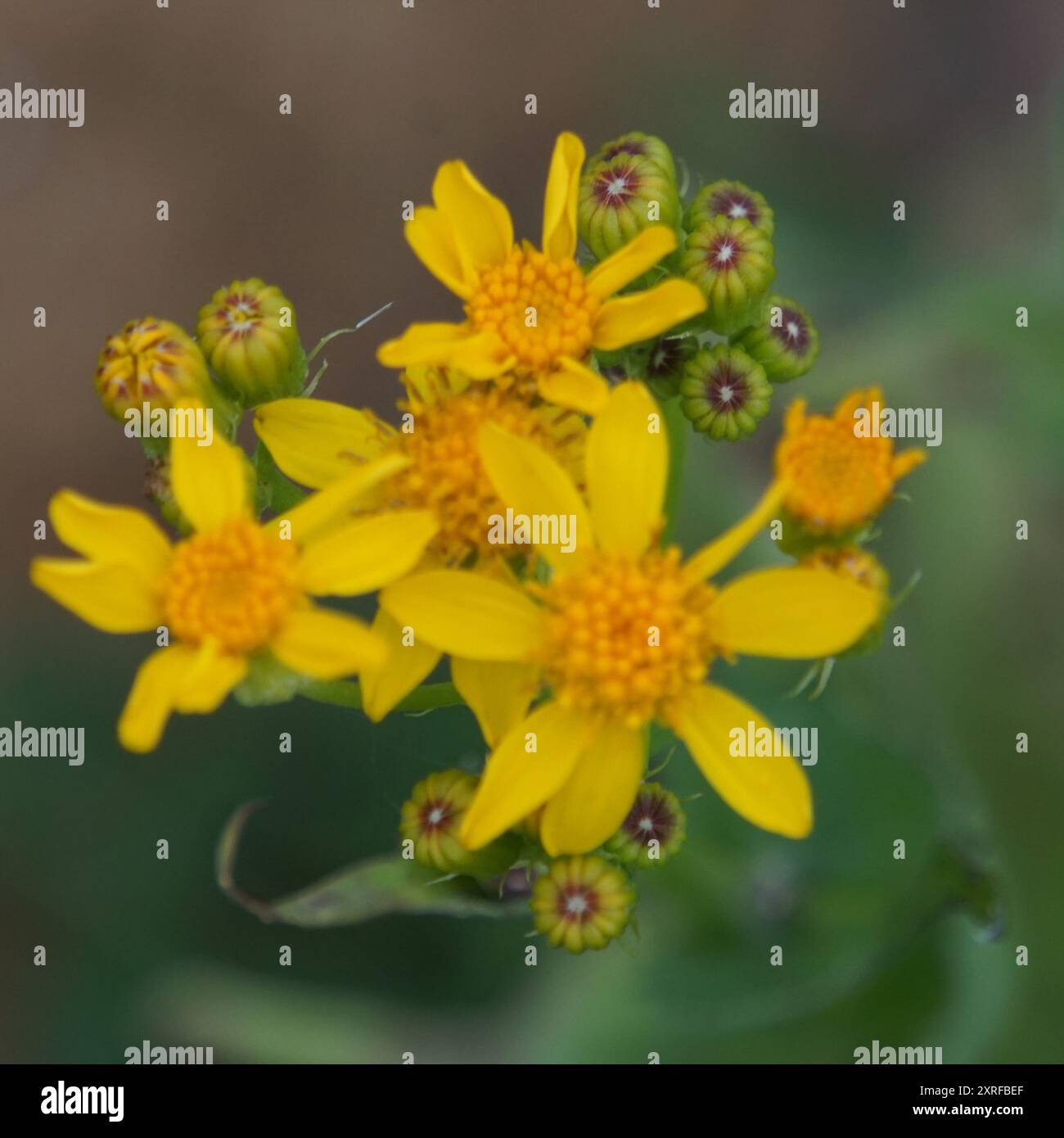Texas ragwort (Senecio ampullaceus) Plantae Stock Photo - Alamy