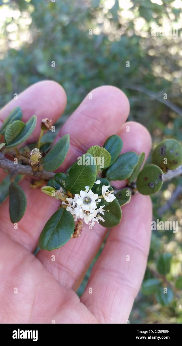 Wart-stemmed Ceanothus (Ceanothus verrucosus) Plantae Stock Photo - Alamy