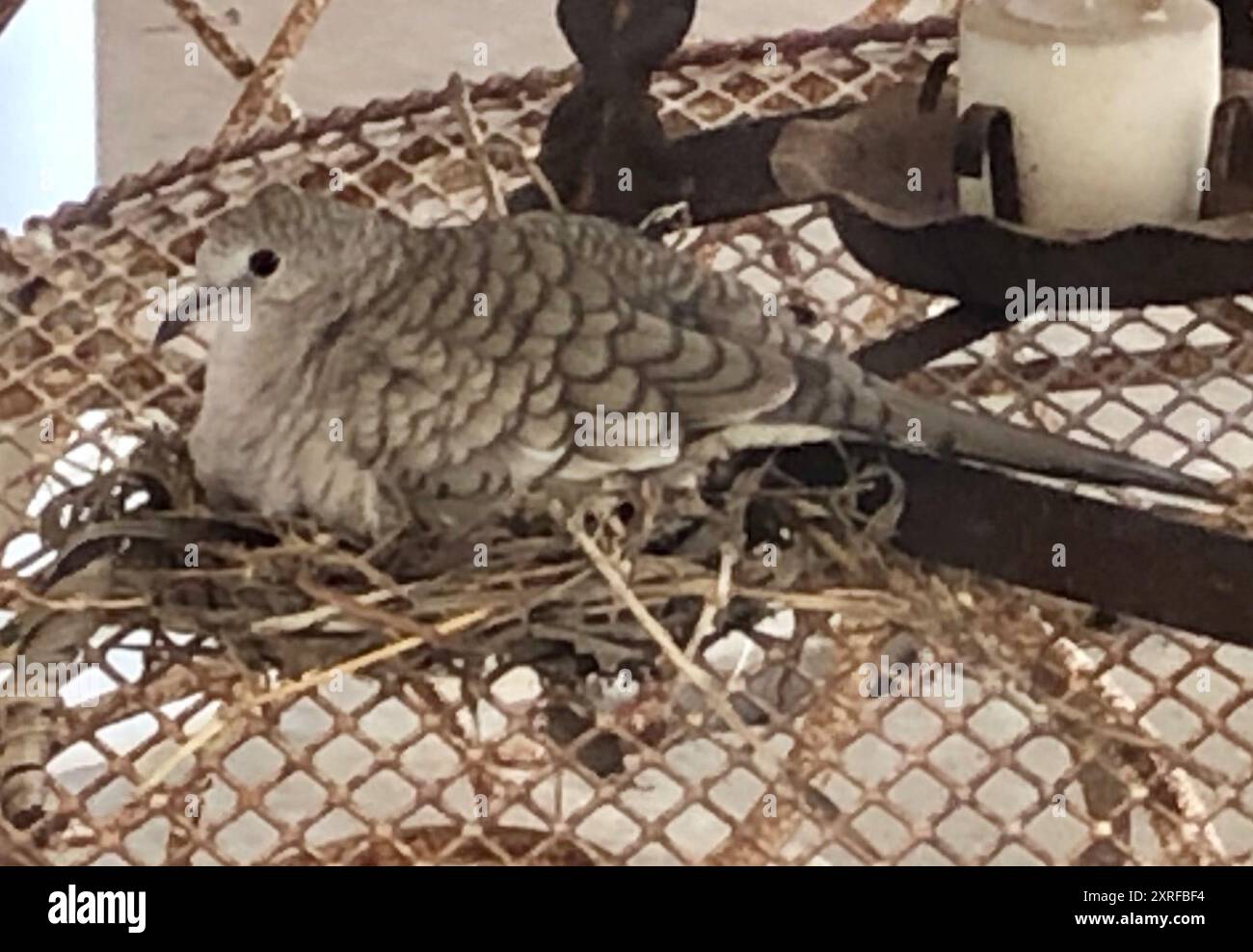 Inca Dove (Columbina inca) Aves Stock Photo - Alamy