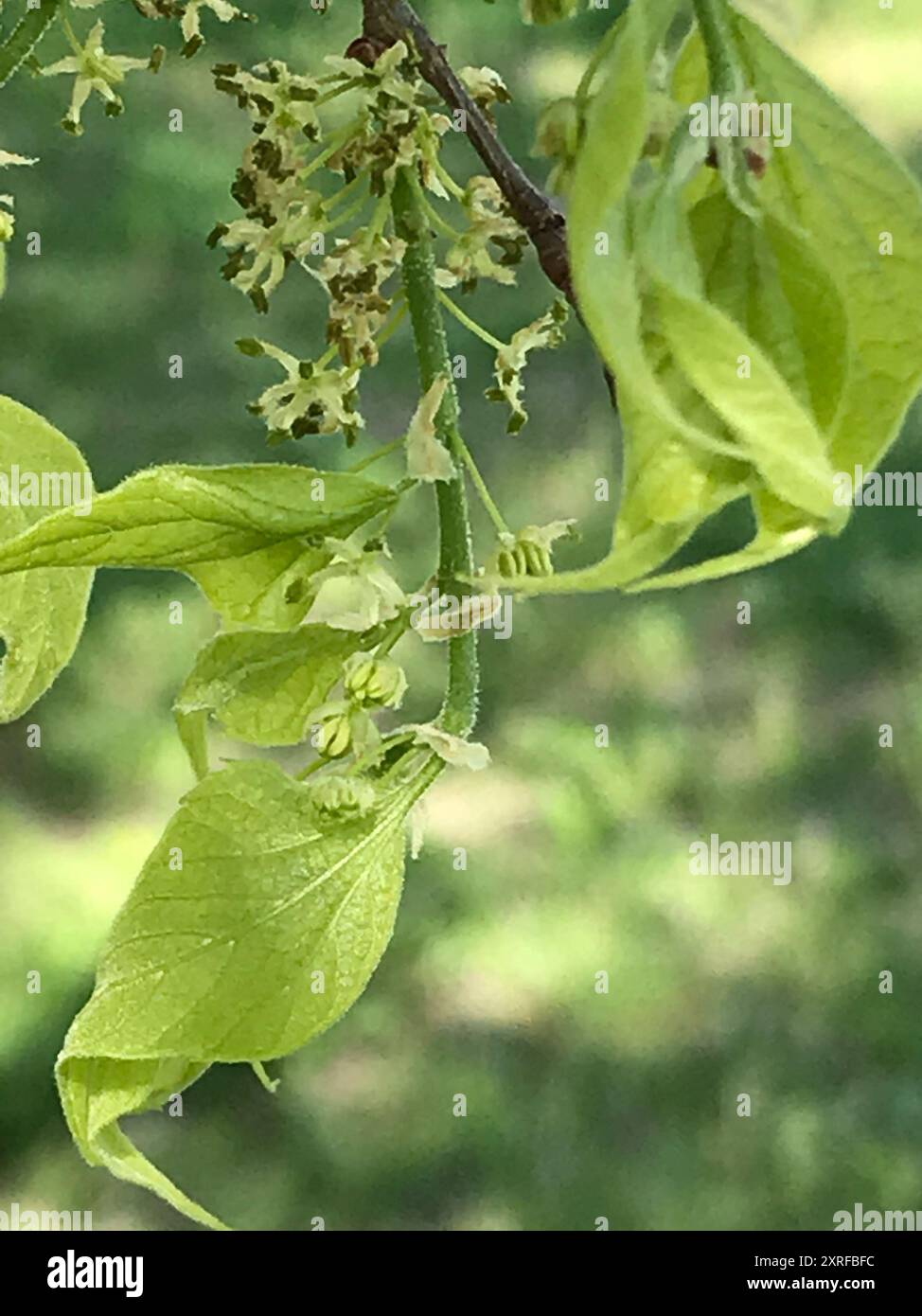 sugar hackberry (Celtis laevigata) Plantae Stock Photo - Alamy
