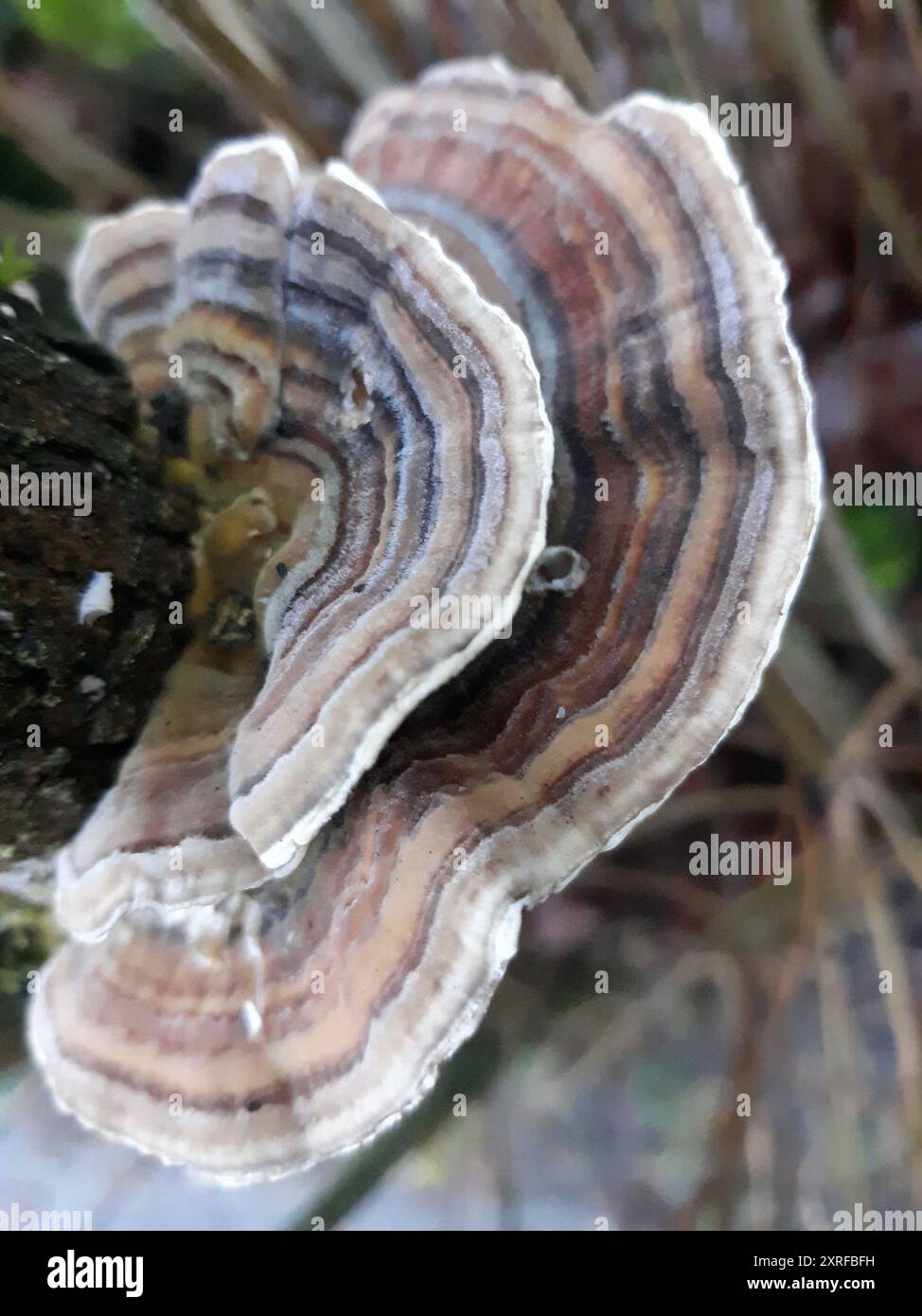 turkey-tail (Trametes versicolor) Fungi Stock Photo - Alamy