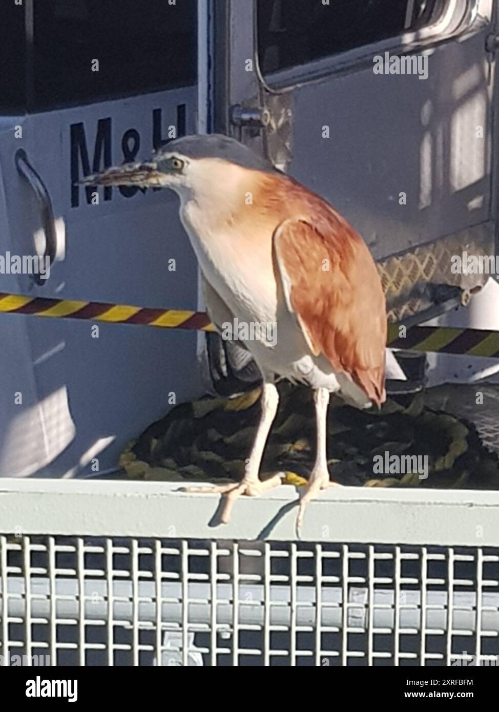 Nankeen Night Heron (Nycticorax caledonicus) Aves Stock Photo - Alamy