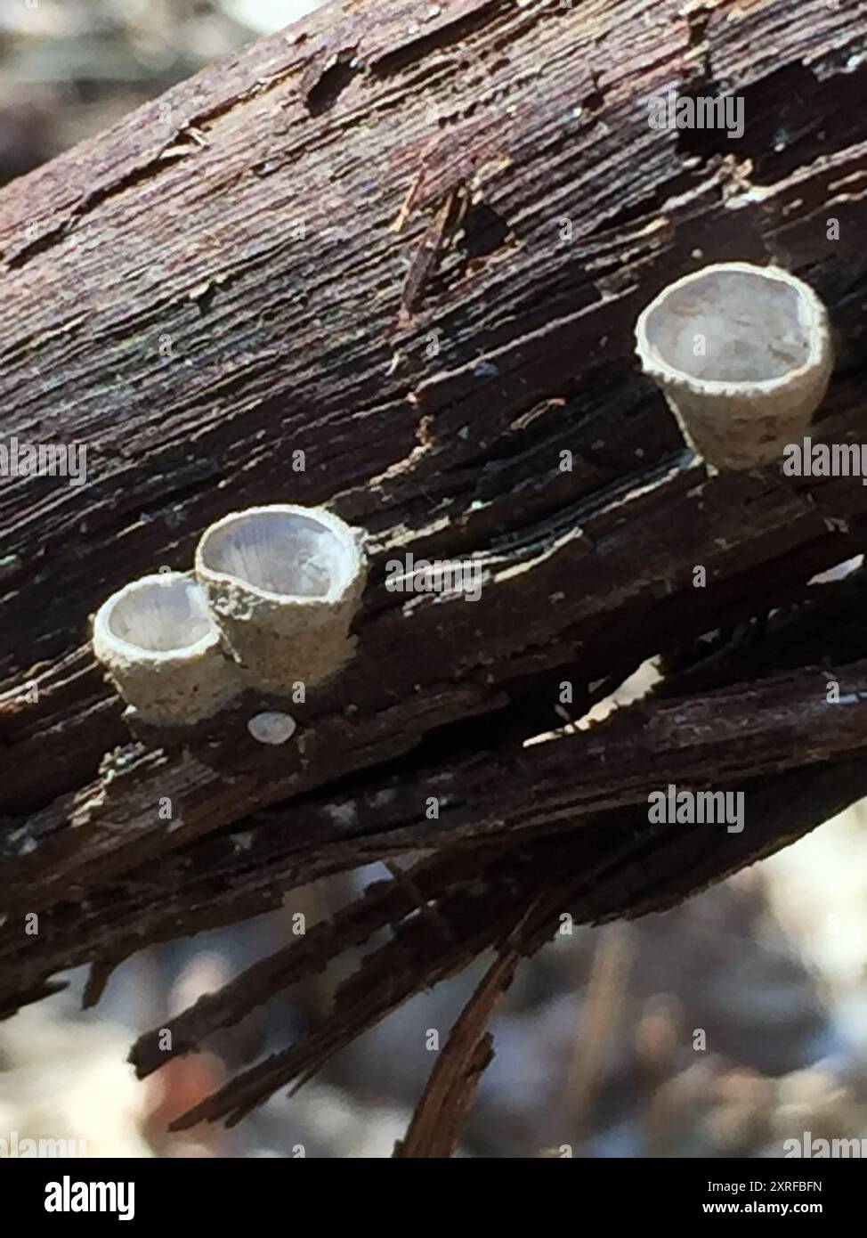 bird's nest fungi (Nidulariaceae) Fungi Stock Photo - Alamy