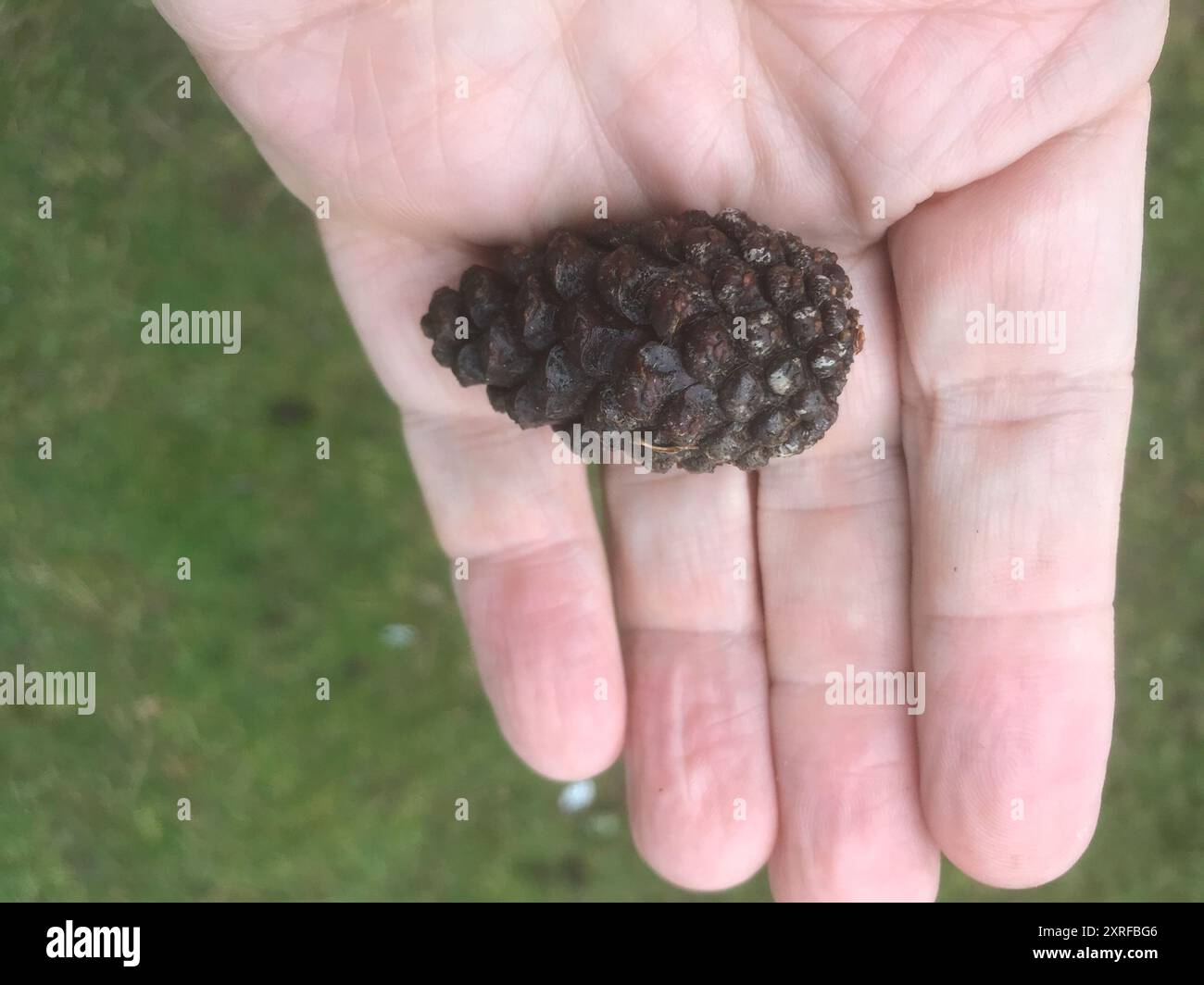 red pine (Pinus resinosa) Plantae Stock Photo - Alamy