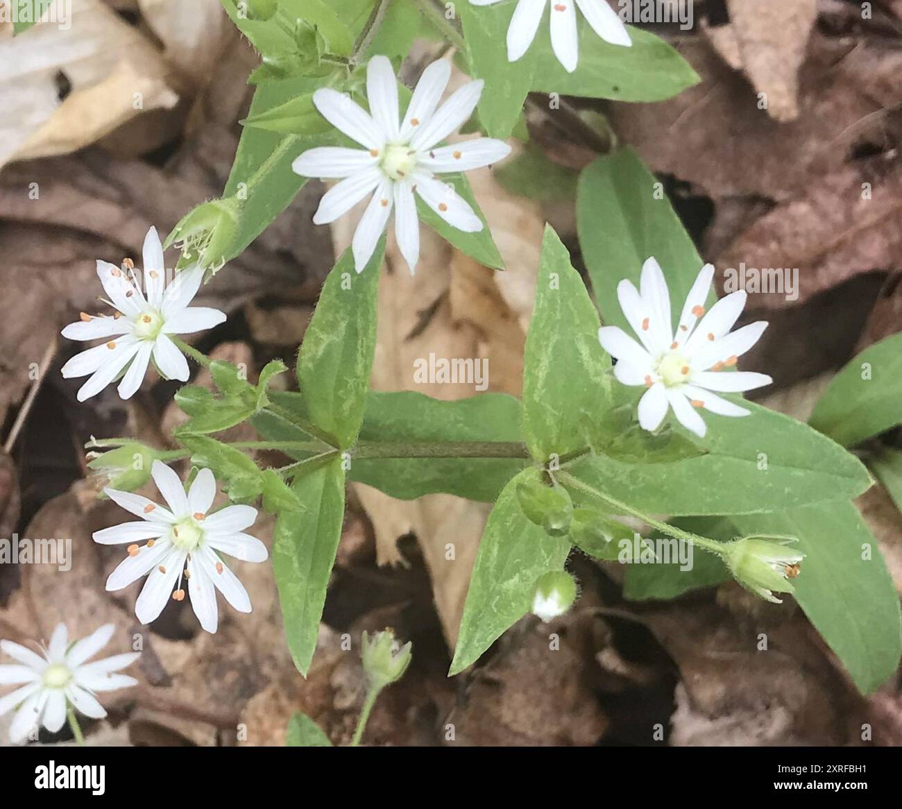 star chickweed (Stellaria pubera) Plantae Stock Photo - Alamy