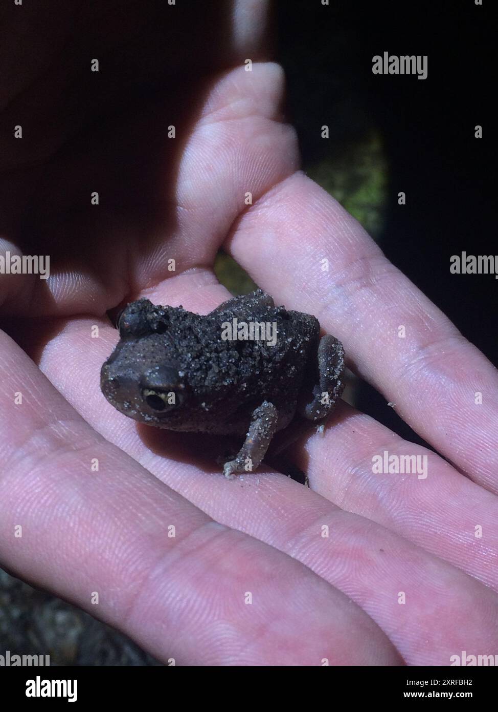 Eastern Spadefoot (Scaphiopus holbrookii) Amphibia Stock Photo - Alamy