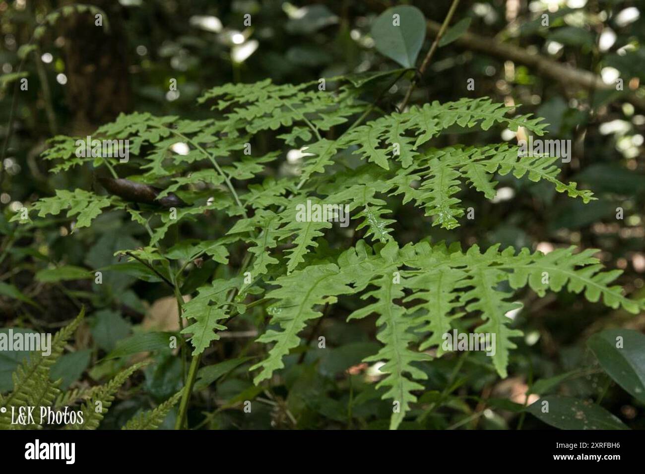 ferns (Polypodiopsida) Plantae Stock Photo - Alamy