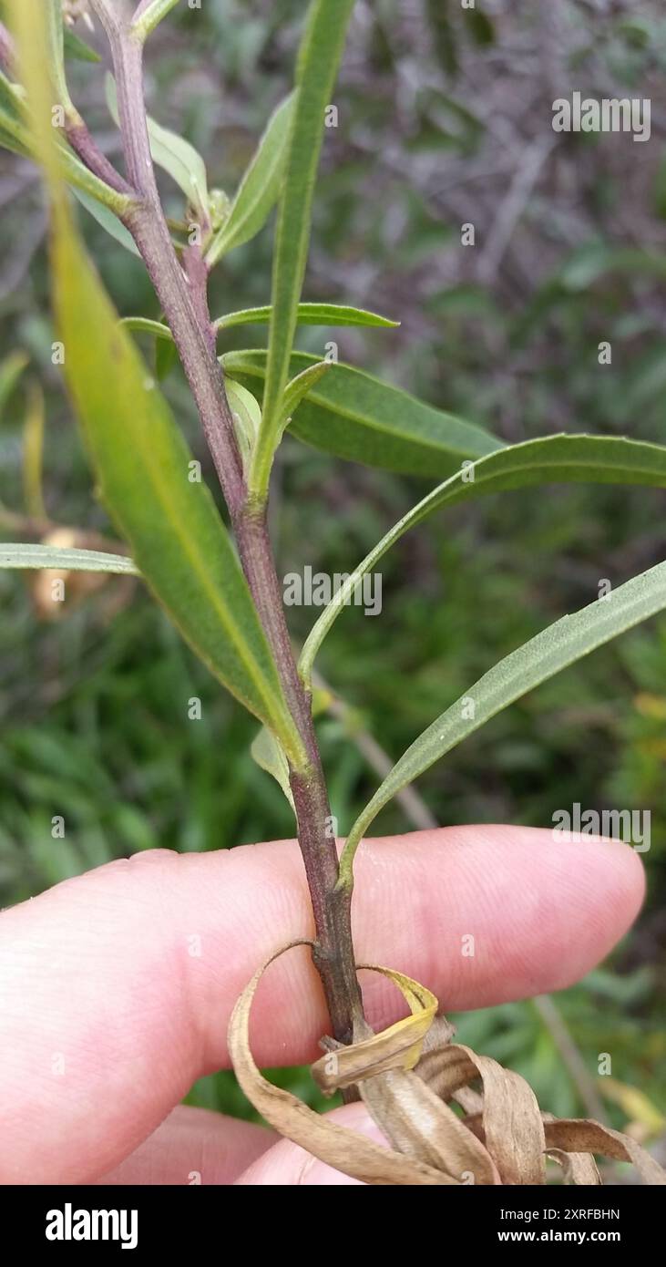 mule fat (Baccharis salicifolia) Plantae Stock Photo - Alamy