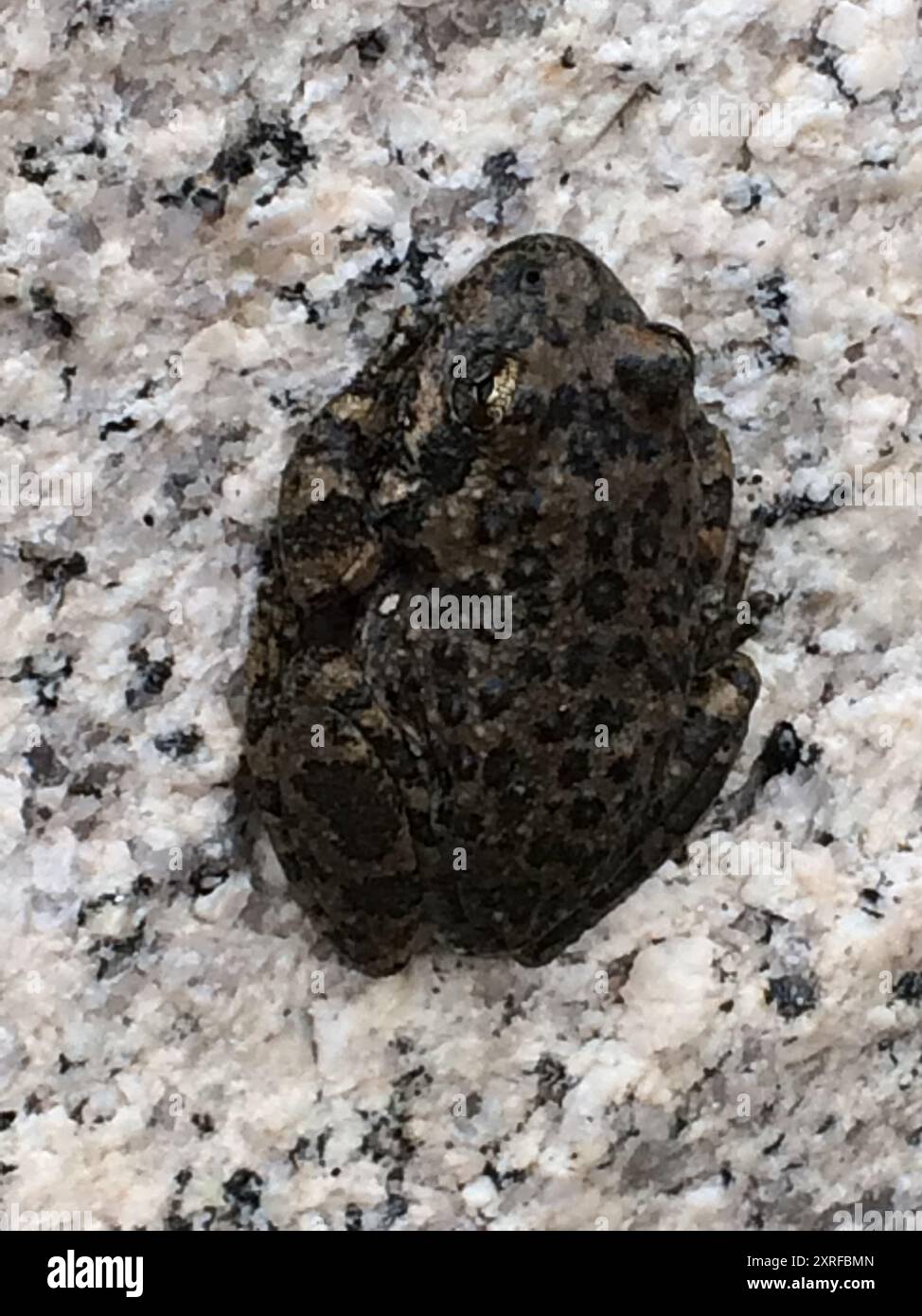 California Tree Frog (Pseudacris cadaverina) Amphibia Stock Photo - Alamy