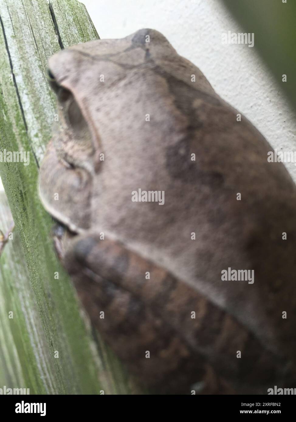 Spot-legged Tree Frog (Polypedates megacephalus) Amphibia Stock Photo ...
