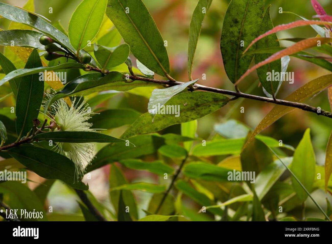 Rose-apple (Syzygium jambos) Plantae Stock Photo - Alamy