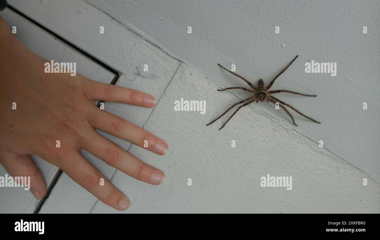 Giant Huntsman Spiders (Heteropoda) Arachnida Stock Photo - Alamy