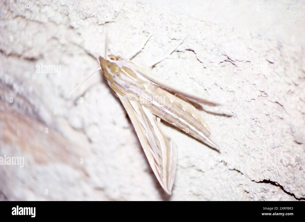 Vine Hawkmoth (Hippotion celerio) Insecta Stock Photo - Alamy