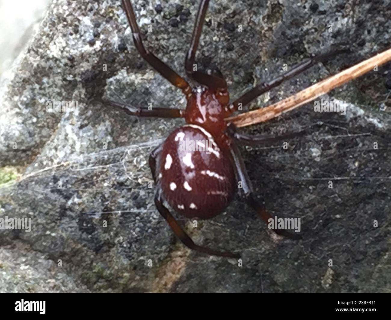 Black Cobweb Spider (Steatoda capensis) Arachnida Stock Photo - Alamy