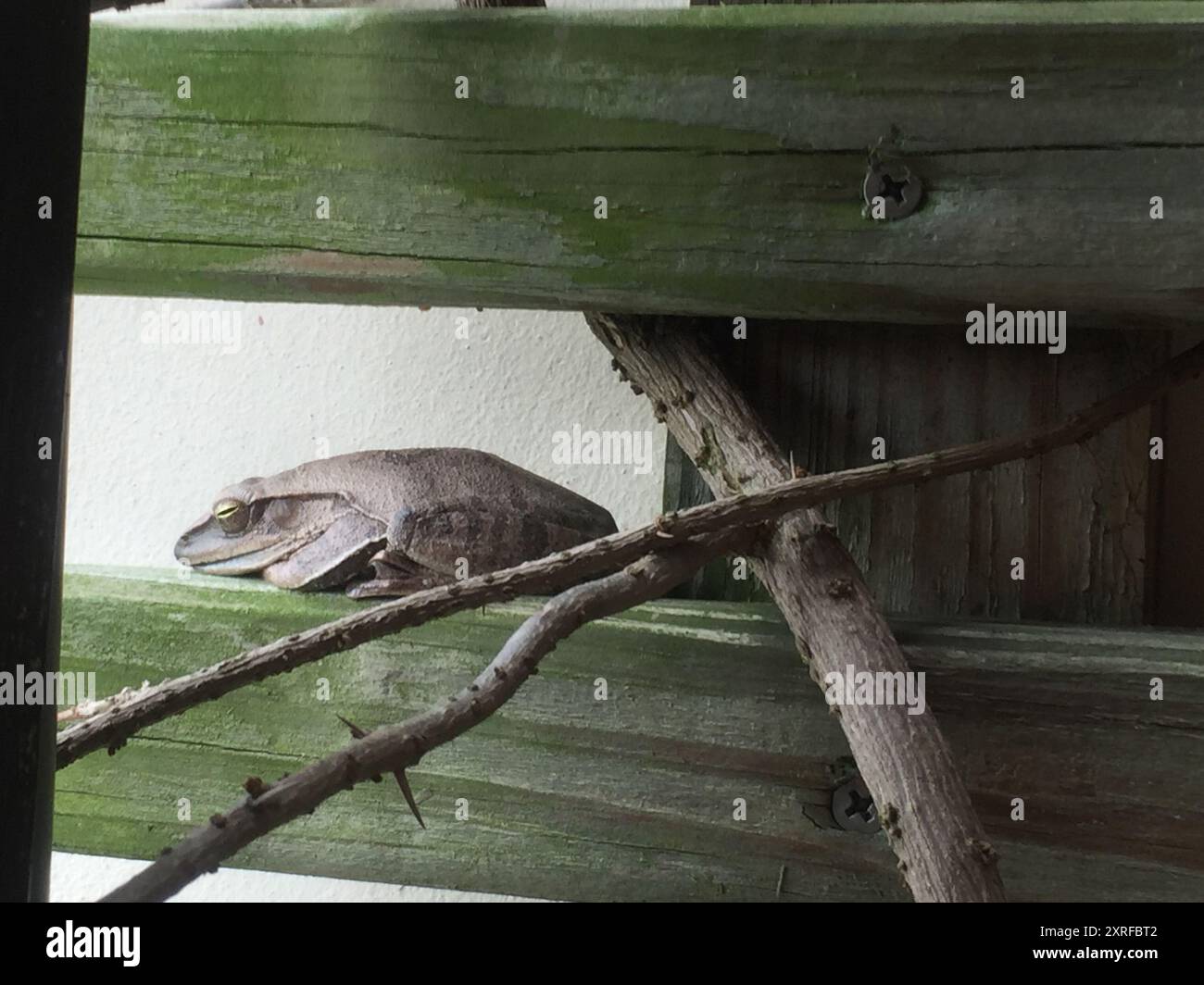 Spot-legged Tree Frog (Polypedates megacephalus) Amphibia Stock Photo ...