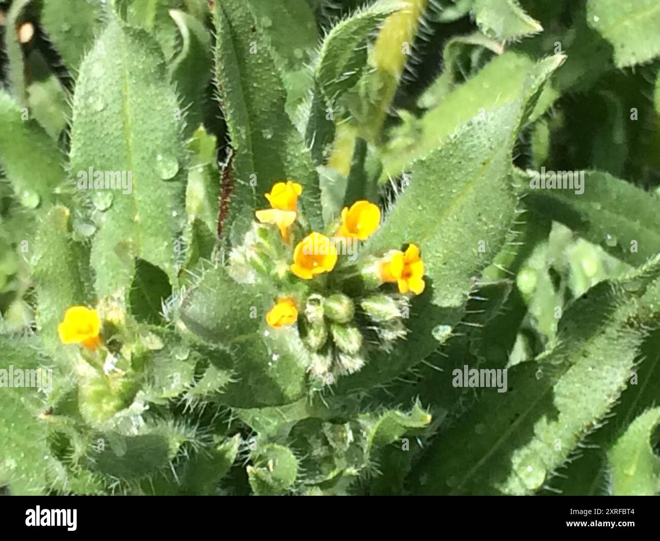 Common Fiddleneck (Amsinckia menziesii) Plantae Stock Photo - Alamy