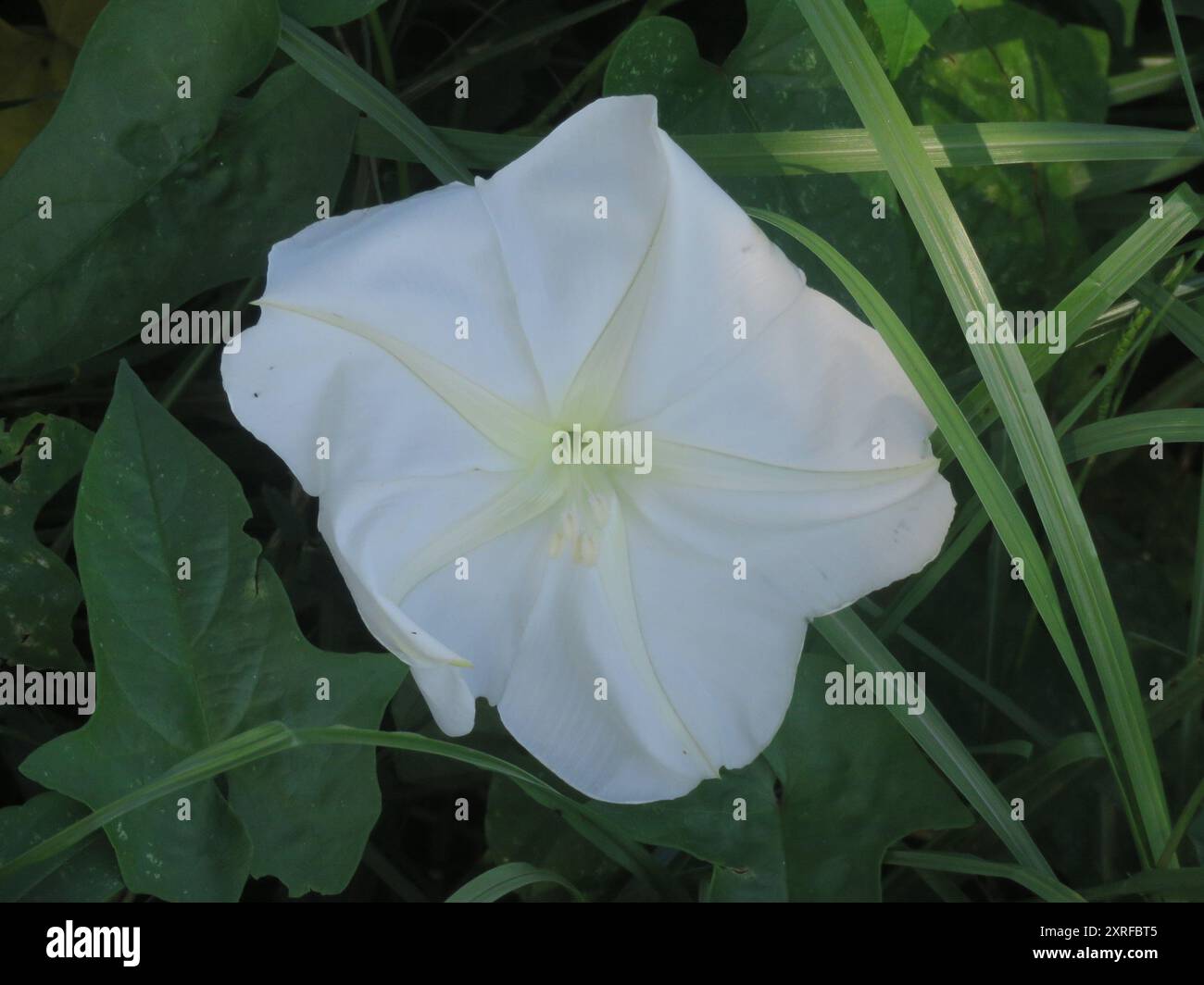 Moonflower (Ipomoea alba) Plantae Stock Photo - Alamy