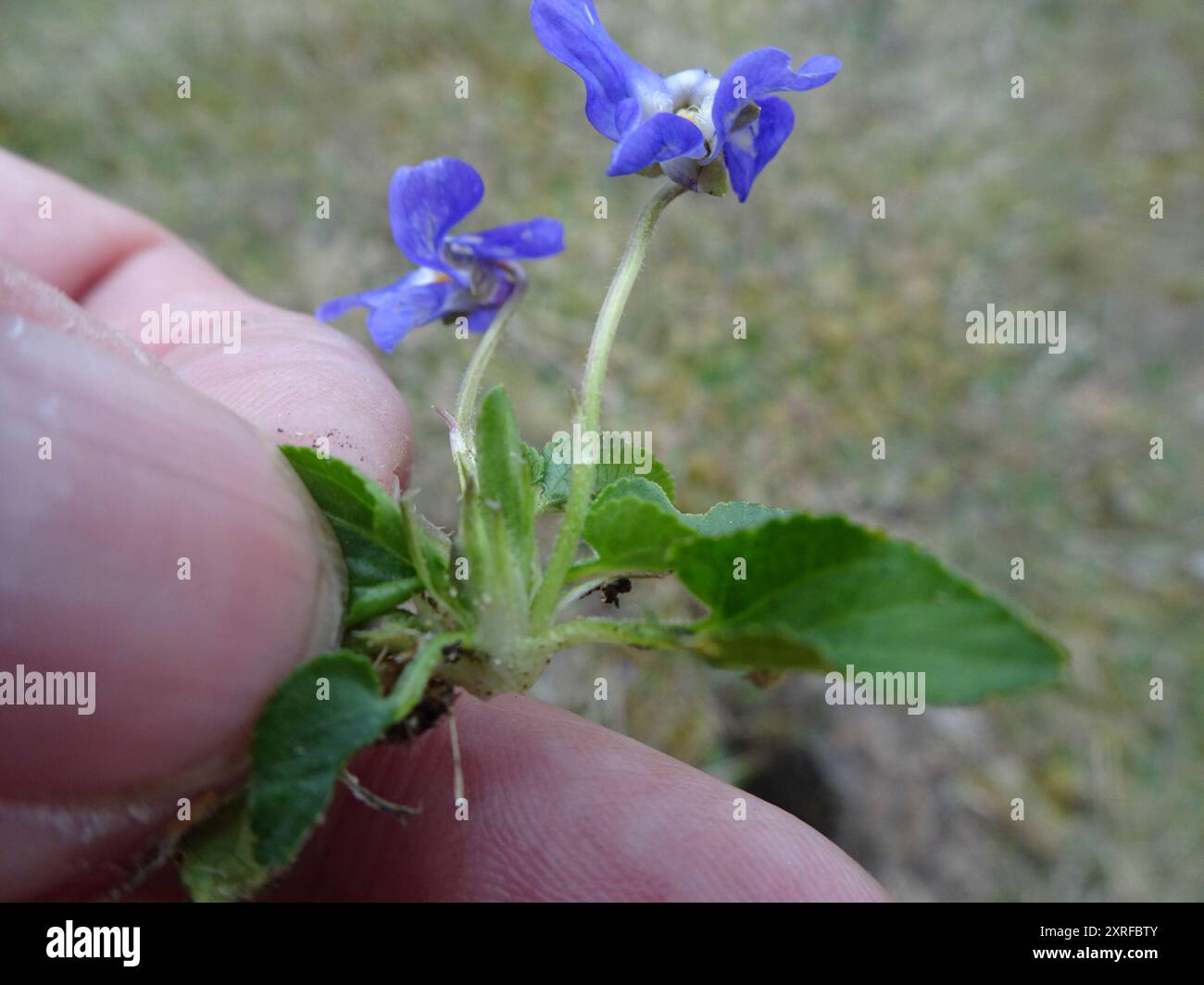 Sweet violet (Viola odorata) Plantae Stock Photo - Alamy