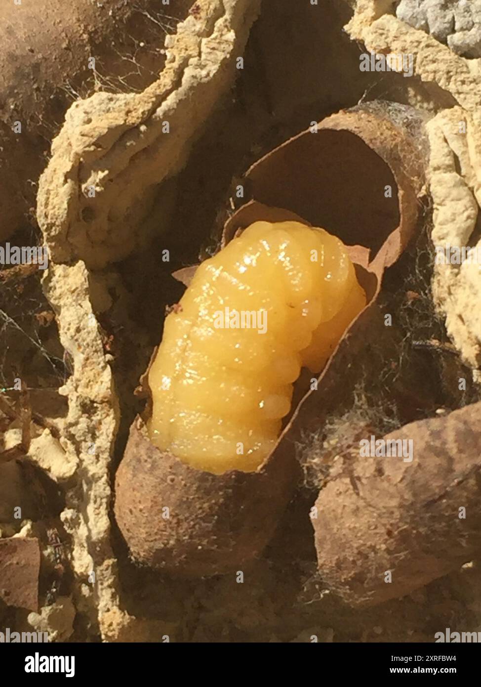 Ants, Bees, and Stinging Wasps (Aculeata) Insecta Stock Photo - Alamy