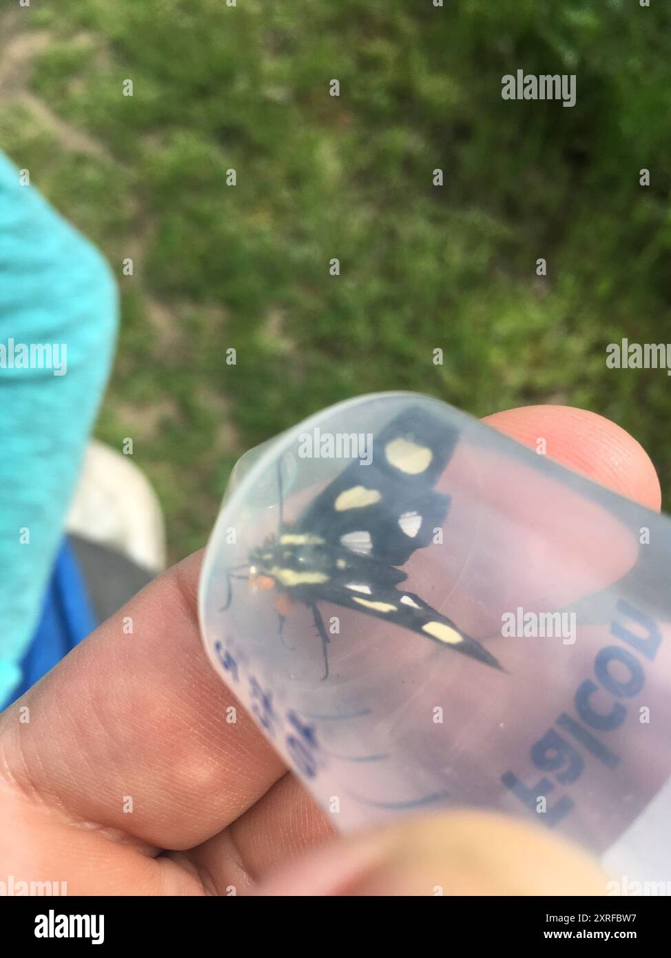 Eight-spotted Forester Moth (Alypia octomaculata) Insecta Stock Photo ...