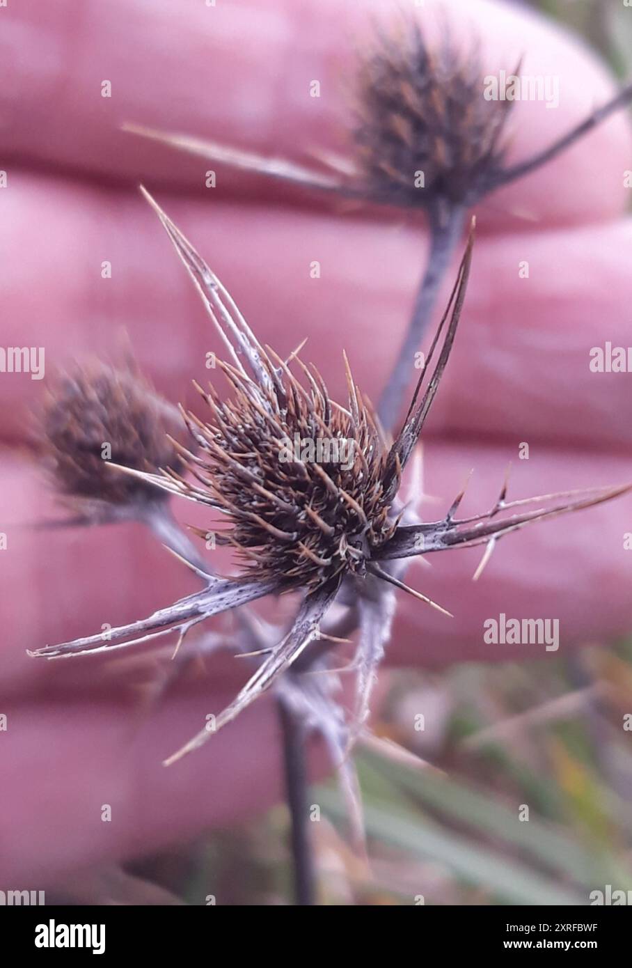 Field Eryngo (Eryngium campestre) Plantae Stock Photo - Alamy
