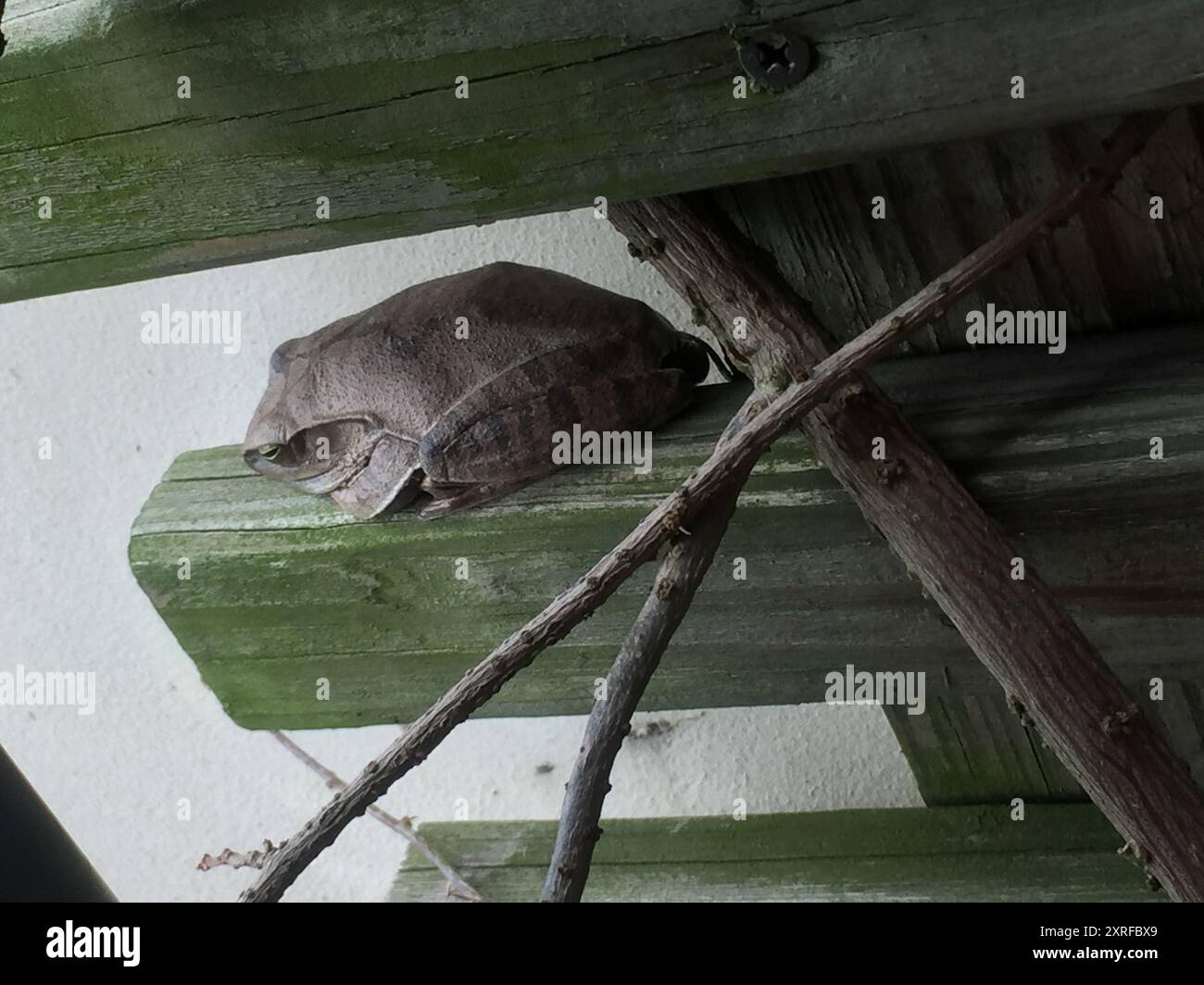 Spot-legged Tree Frog (Polypedates megacephalus) Amphibia Stock Photo ...