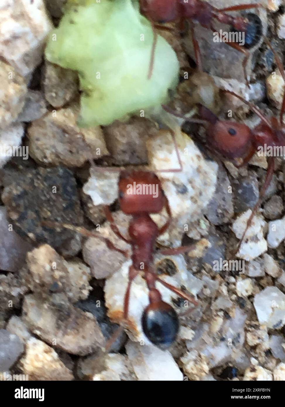 California Harvester Ant (Pogonomyrmex californicus) Insecta Stock ...