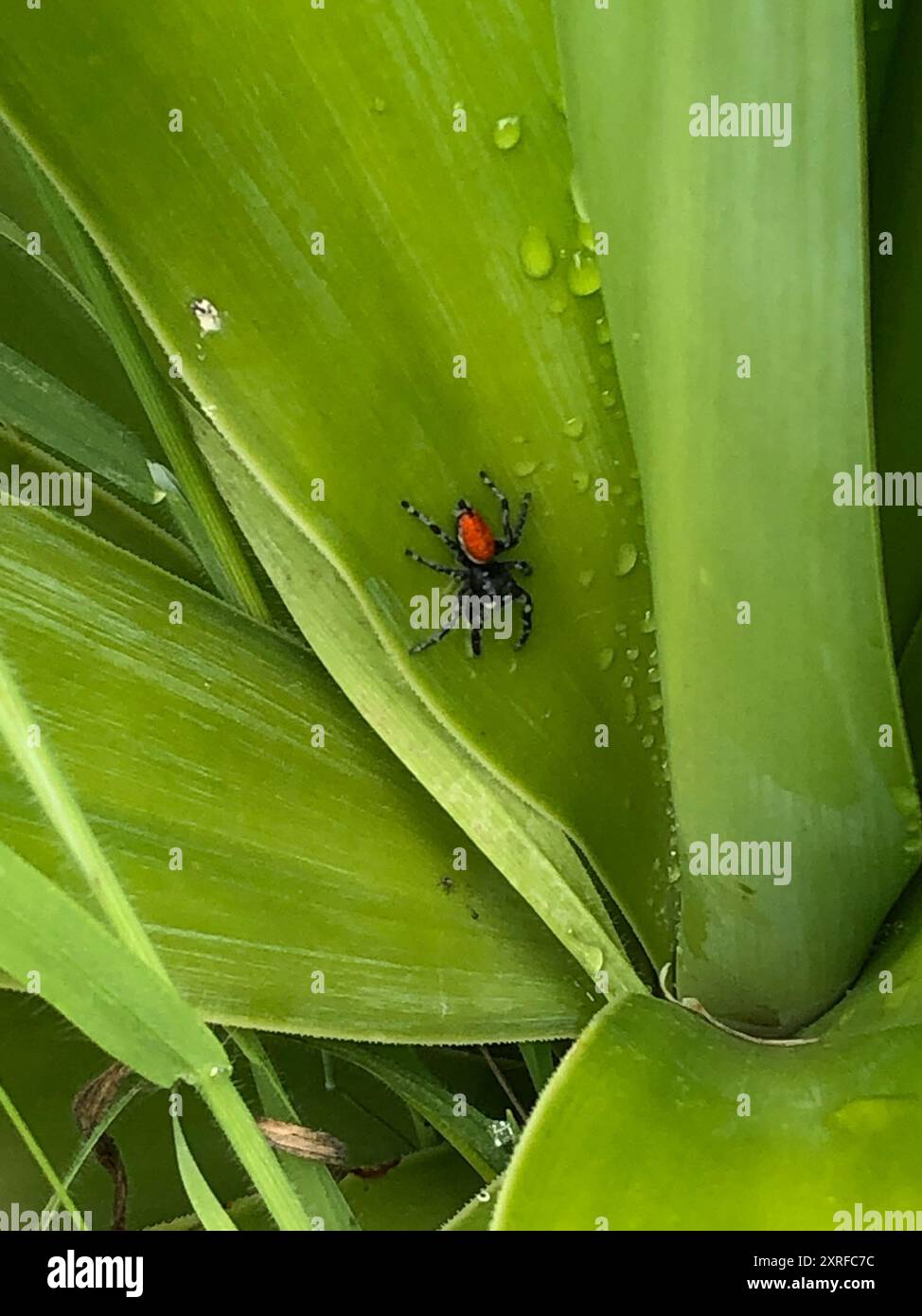 Phoenix Jumping Spider (Phidippus phoenix) Arachnida Stock Photo - Alamy