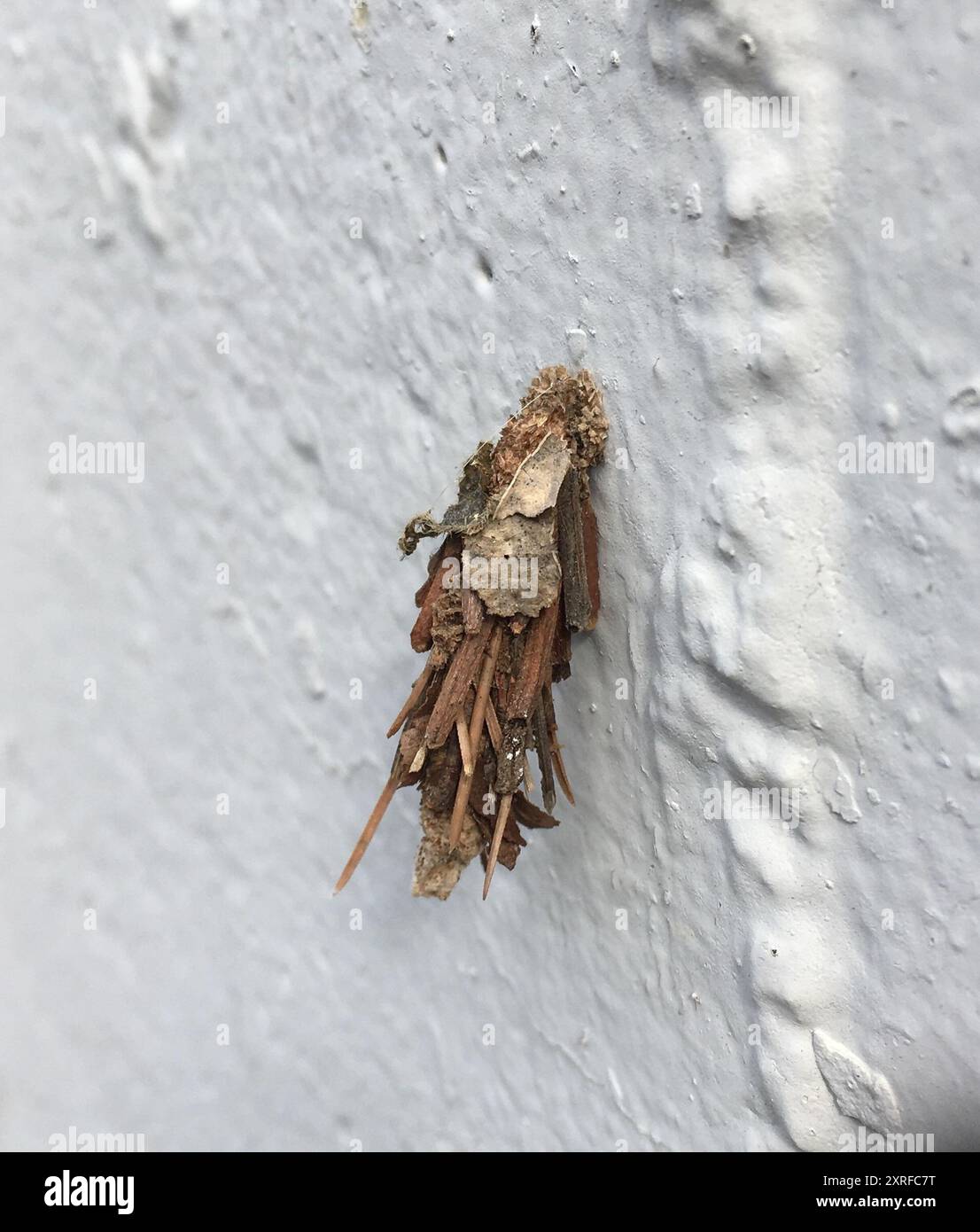 Bagworm Moths (Psychidae) Insecta Stock Photo - Alamy