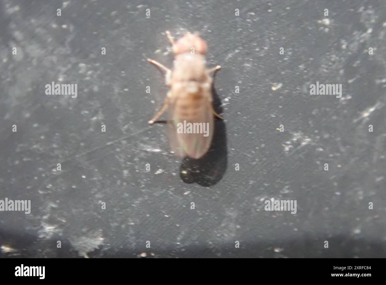 (Drosophila repleta) Insecta Stock Photo - Alamy