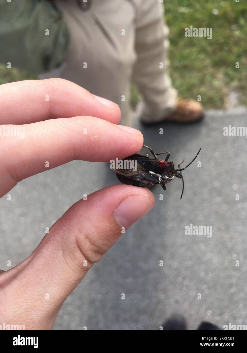 Giant Sweet Potato Bug (Spartocera batatas) Insecta Stock Photo - Alamy