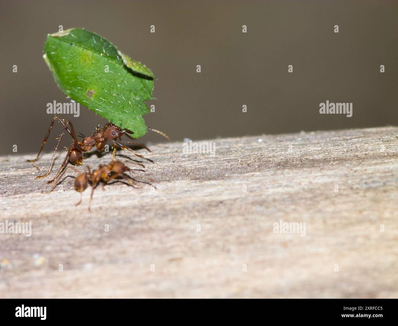 Atta Leaf-cutter Ants (Atta) Insecta Stock Photo - Alamy