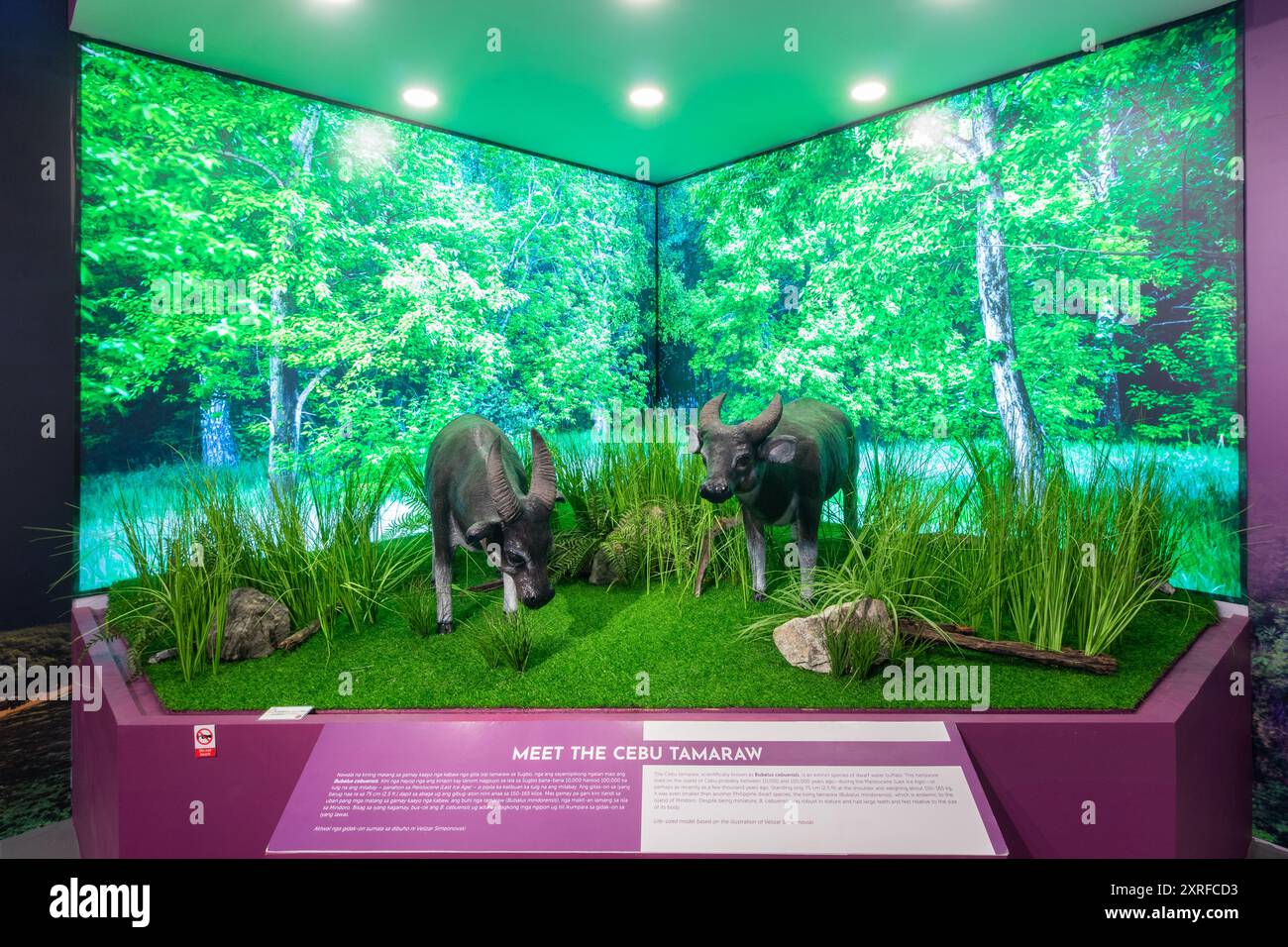 Display of the Bubalus cebuensis at the National Museum of the ...