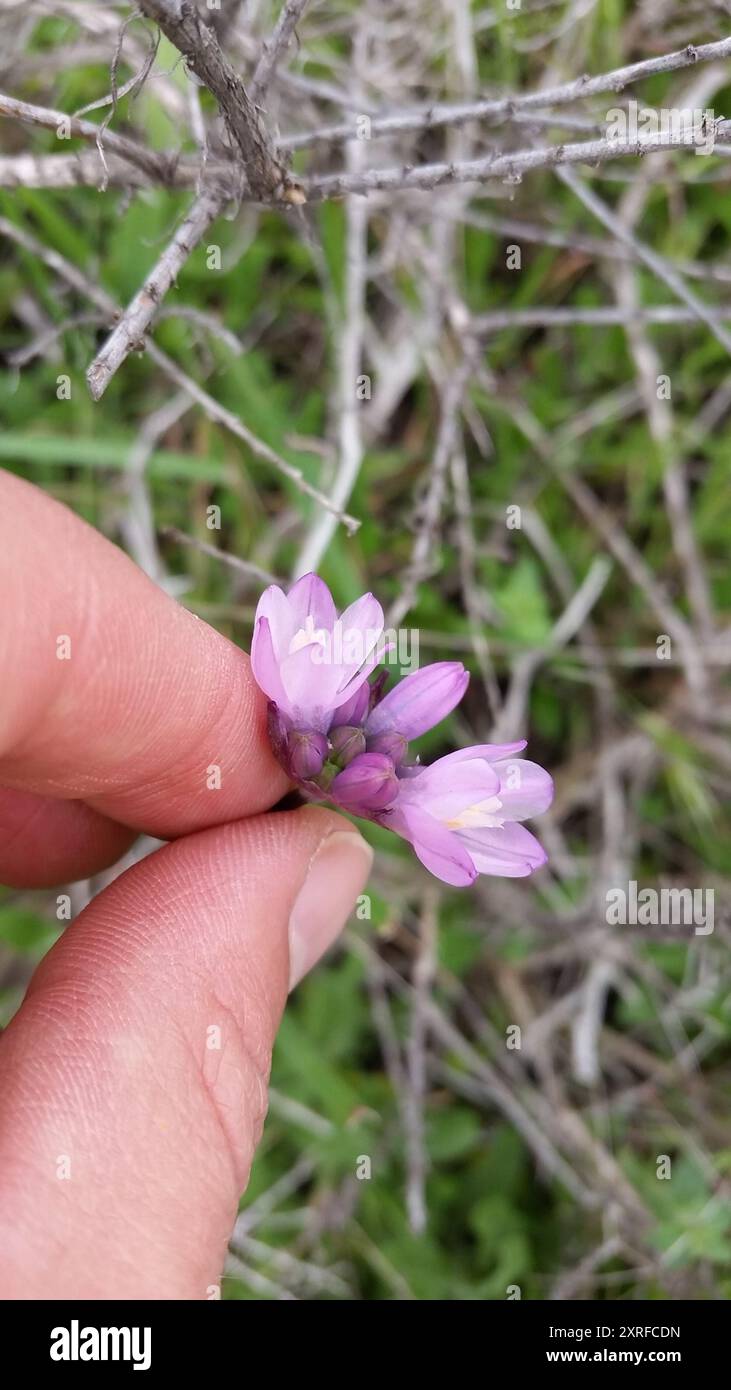 Blue Dicks (Dipterostemon capitatus) Plantae Stock Photo - Alamy
