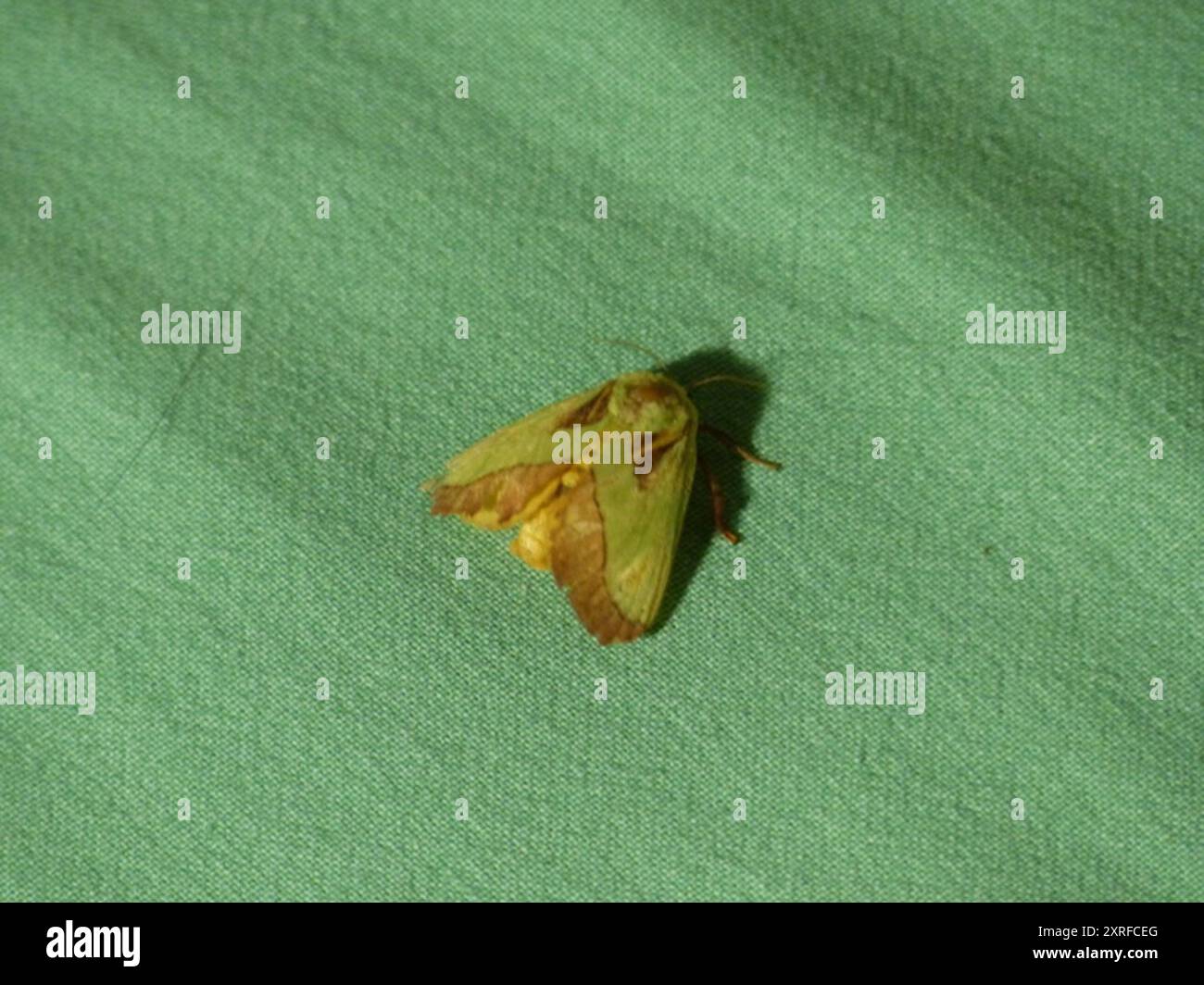 Plum slug hi-res stock photography and images - Alamy