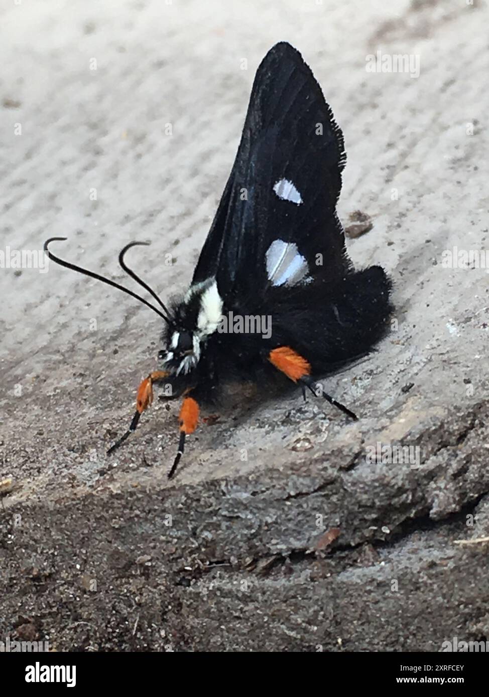 Eight-spotted Forester Moth (Alypia octomaculata) Insecta Stock Photo ...