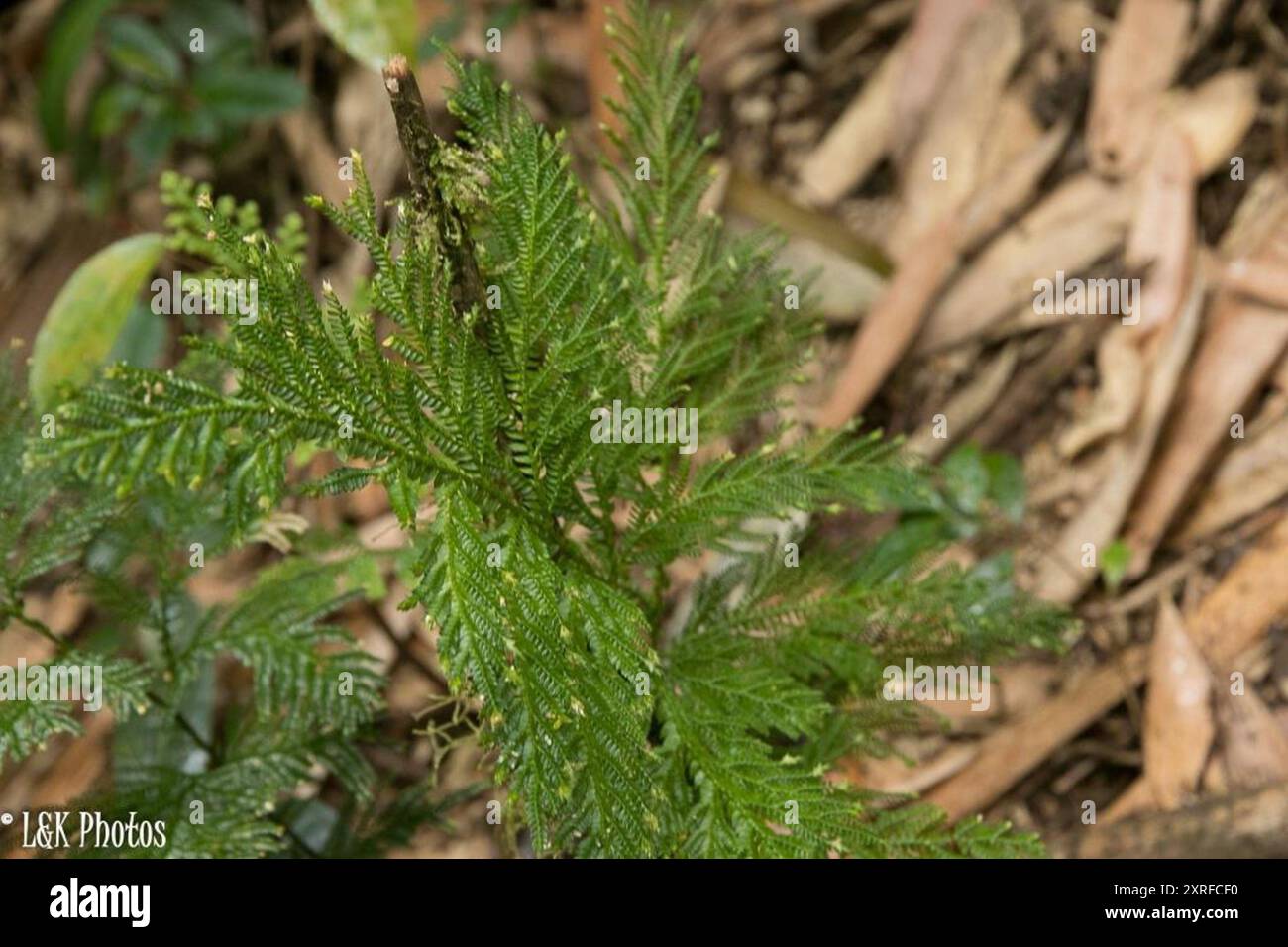 spikemosses (Selaginella) Plantae Stock Photo - Alamy
