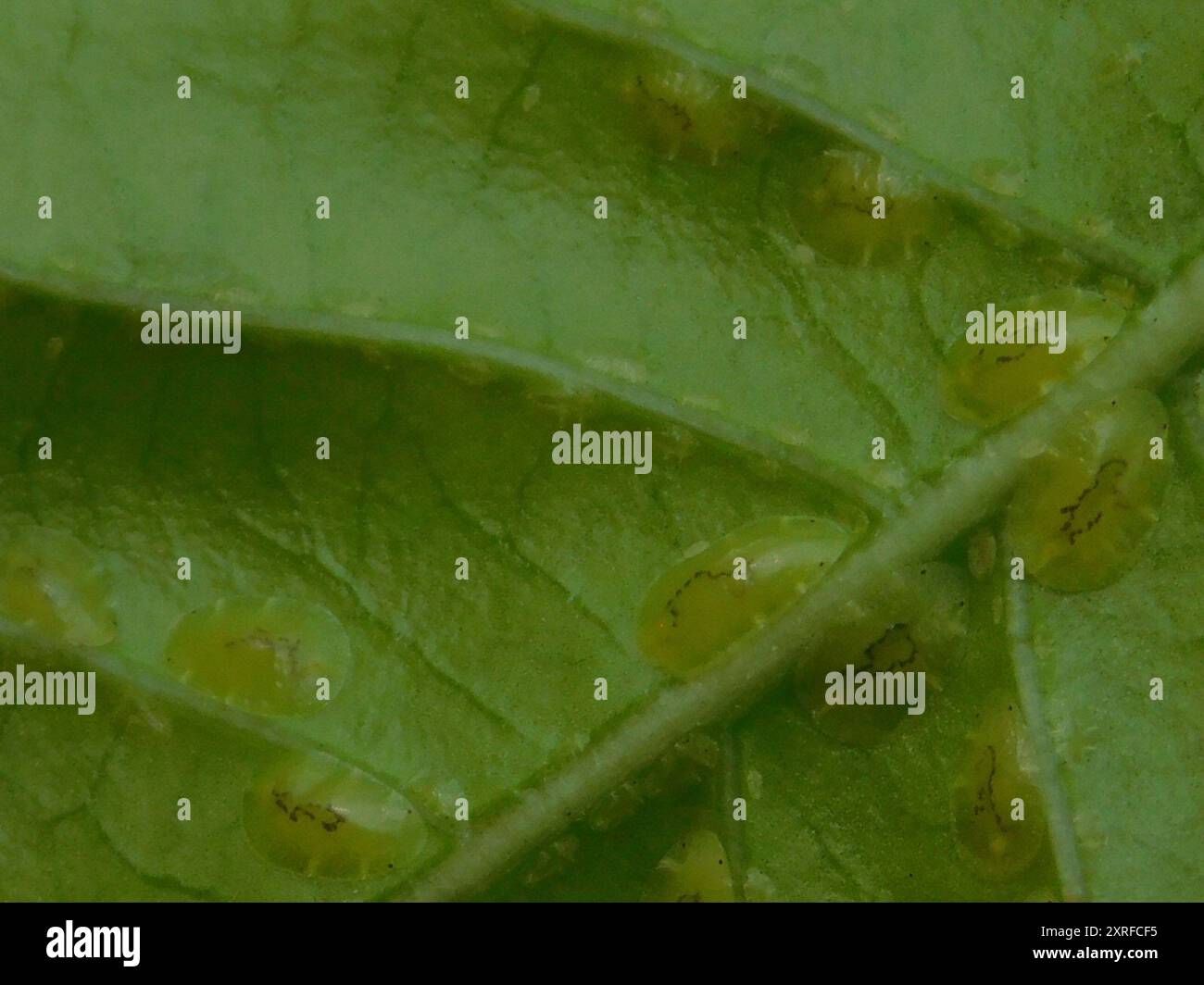 Coccus viridis hi-res stock photography and images - Alamy
