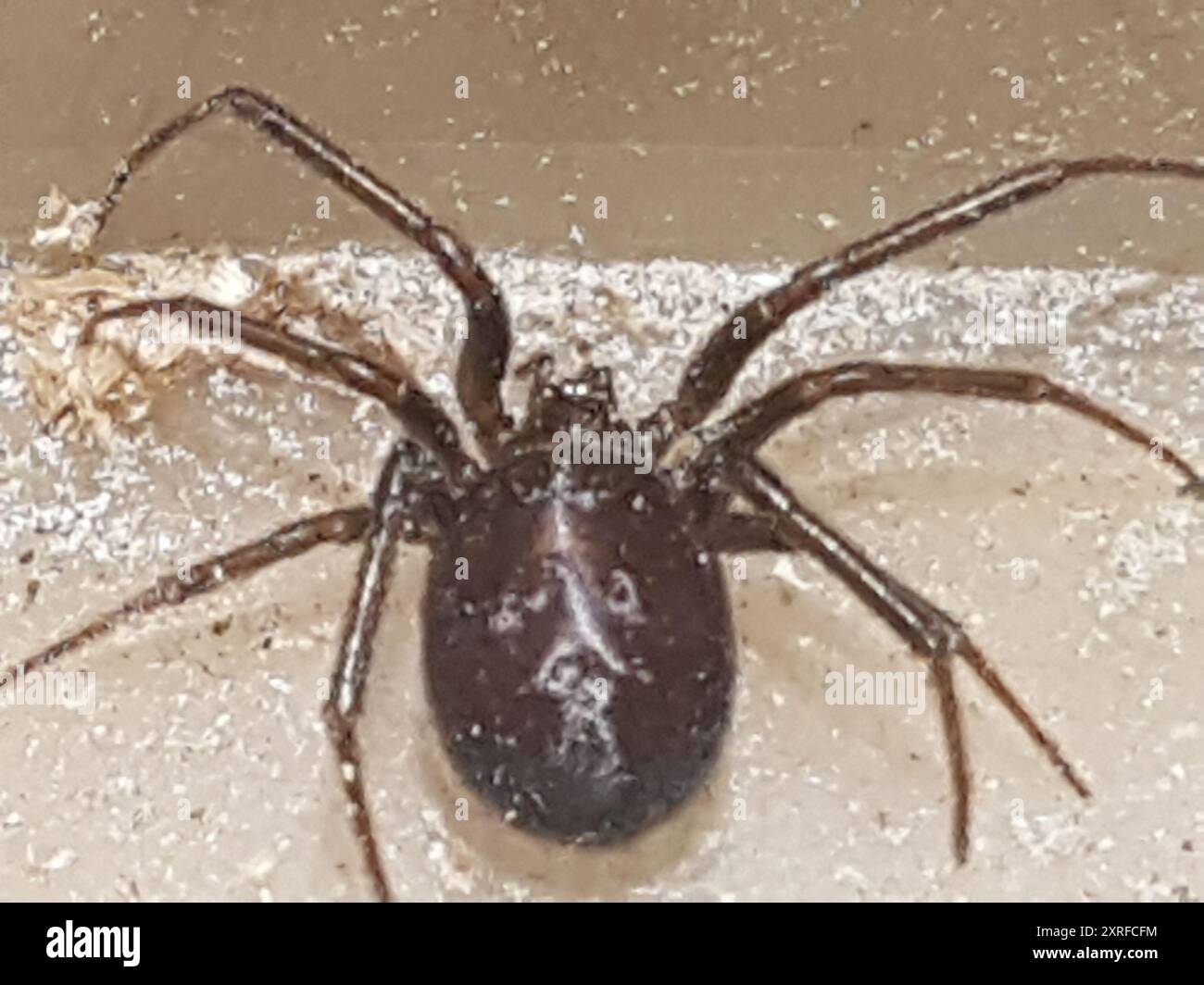 False Black Widow (Steatoda grossa) Arachnida Stock Photo - Alamy