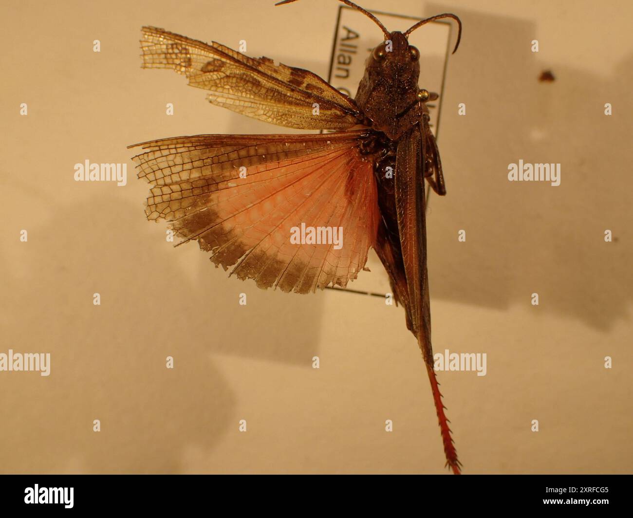 Coral-winged Grasshopper (Pardalophora apiculata) Insecta Stock Photo ...