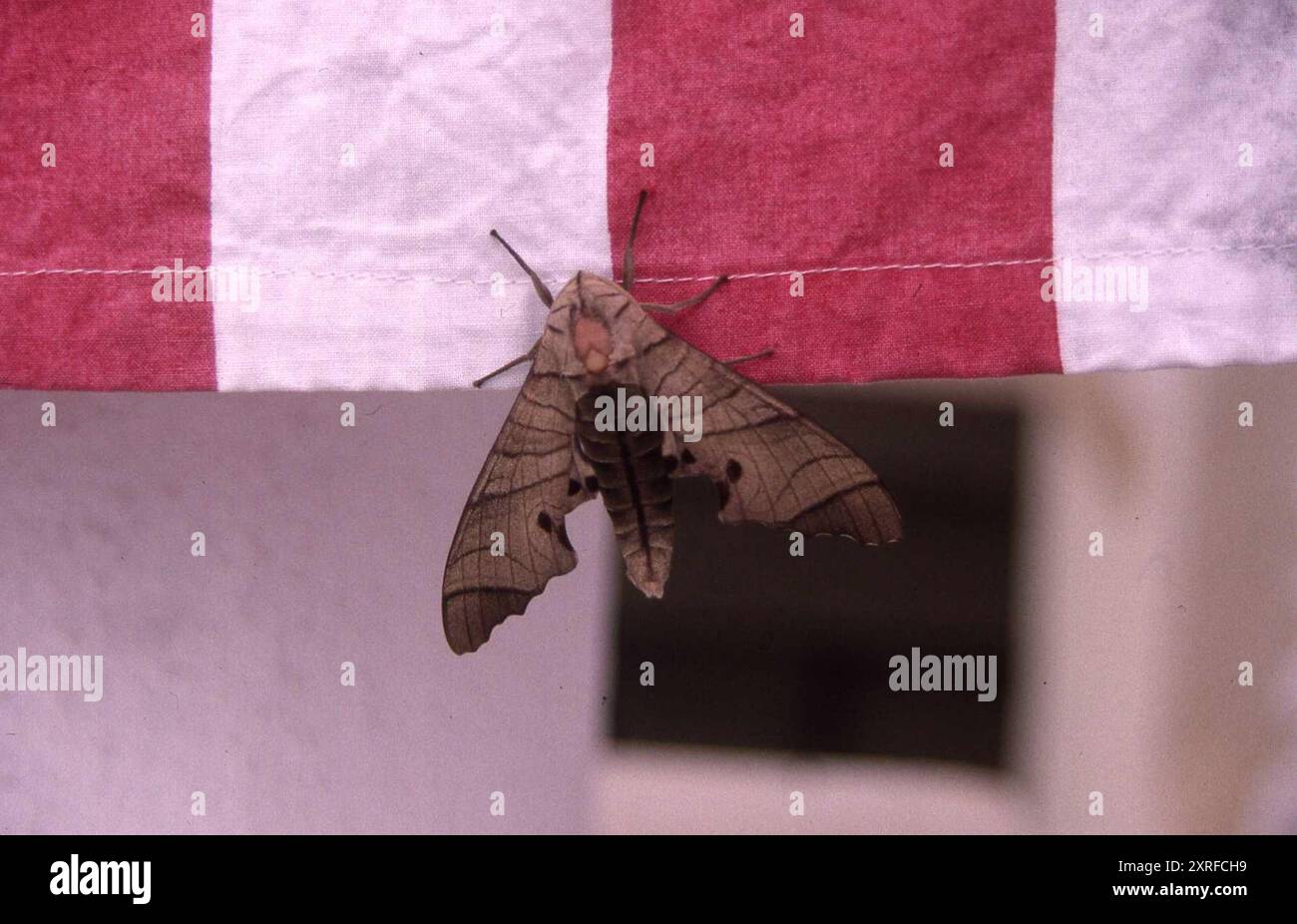 Marumba juvencus hi-res stock photography and images - Alamy