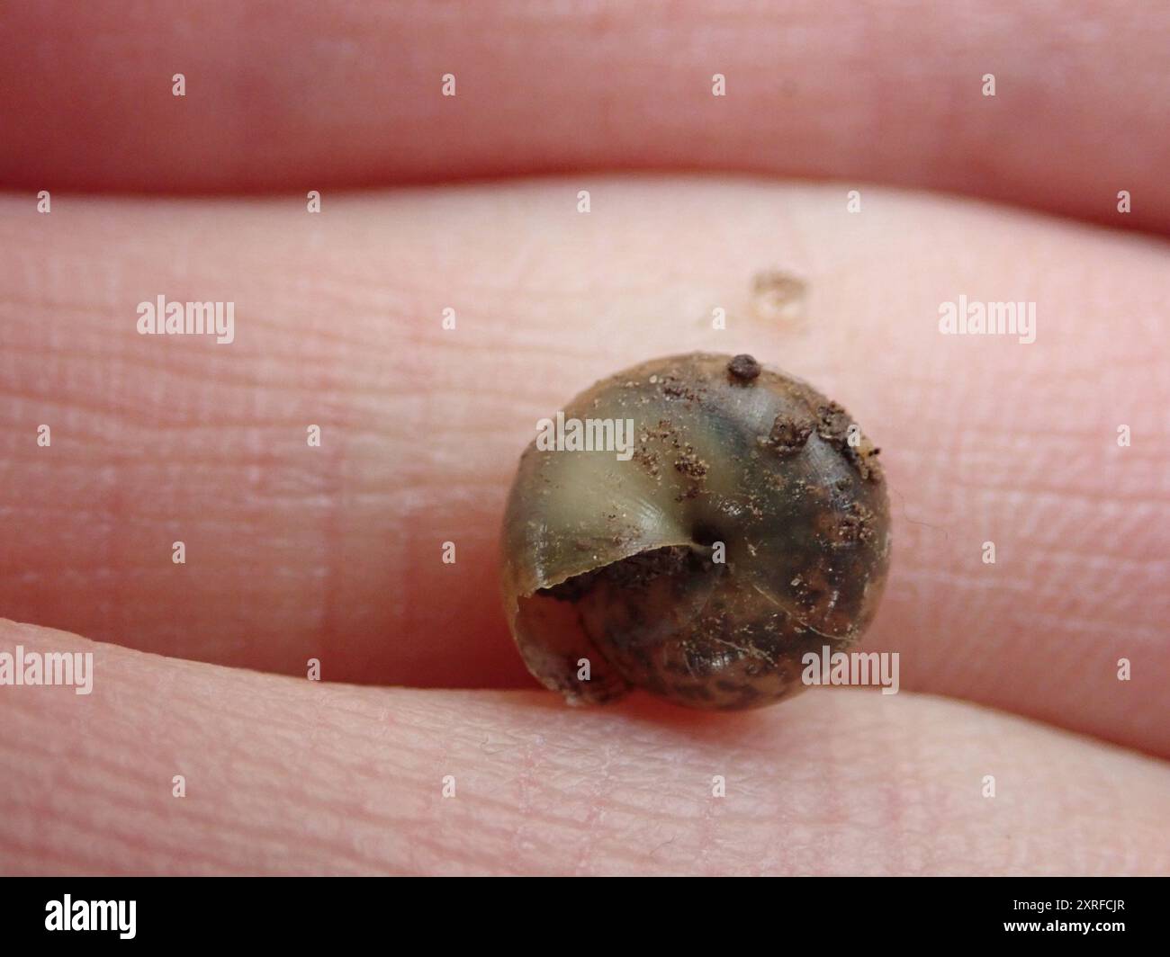 Common Land Snails and Slugs (Stylommatophora) Mollusca Stock Photo - Alamy