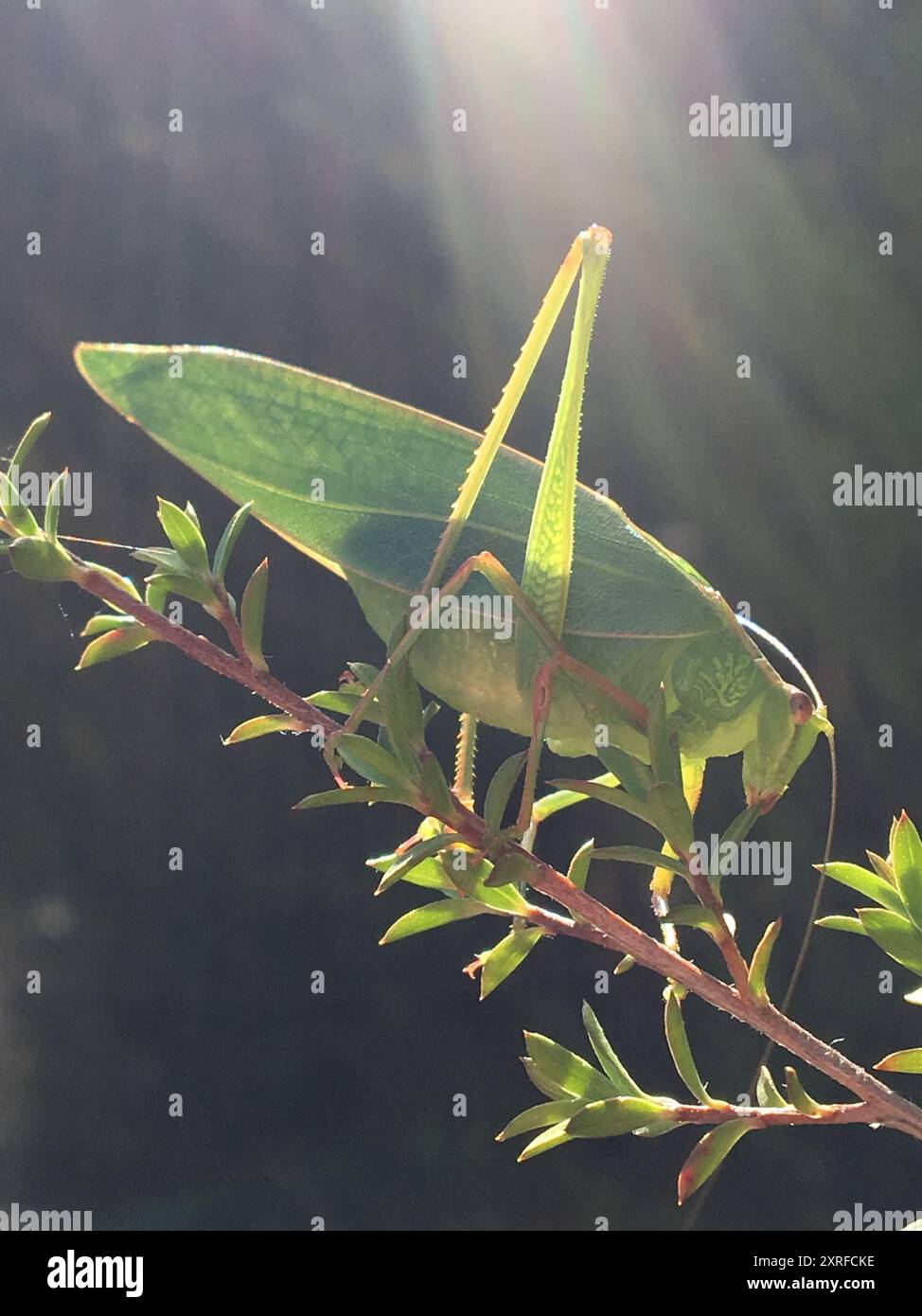 Australian Common Garden Katydid (Caedicia simplex) Insecta Stock Photo ...