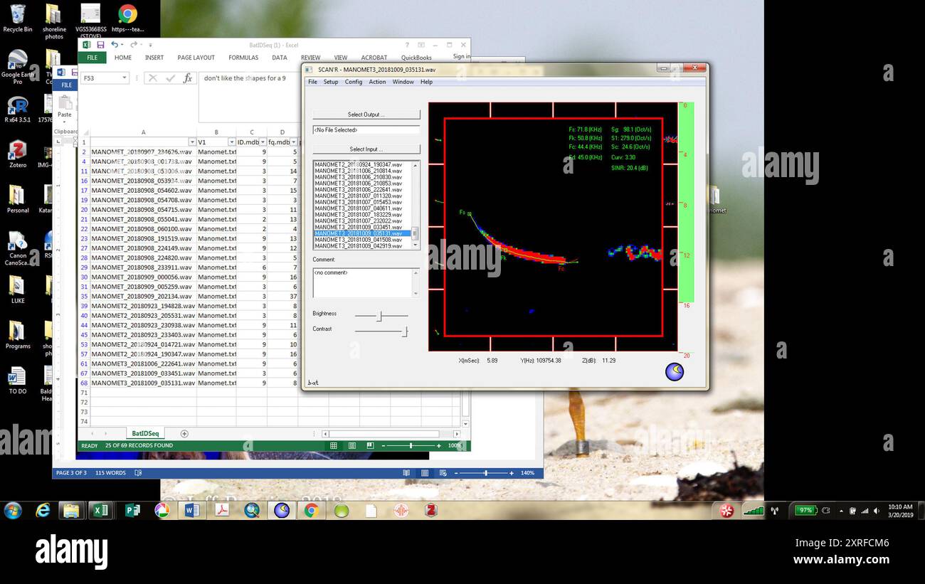 Eastern Red Bat (Lasiurus borealis) Mammalia Stock Photo - Alamy