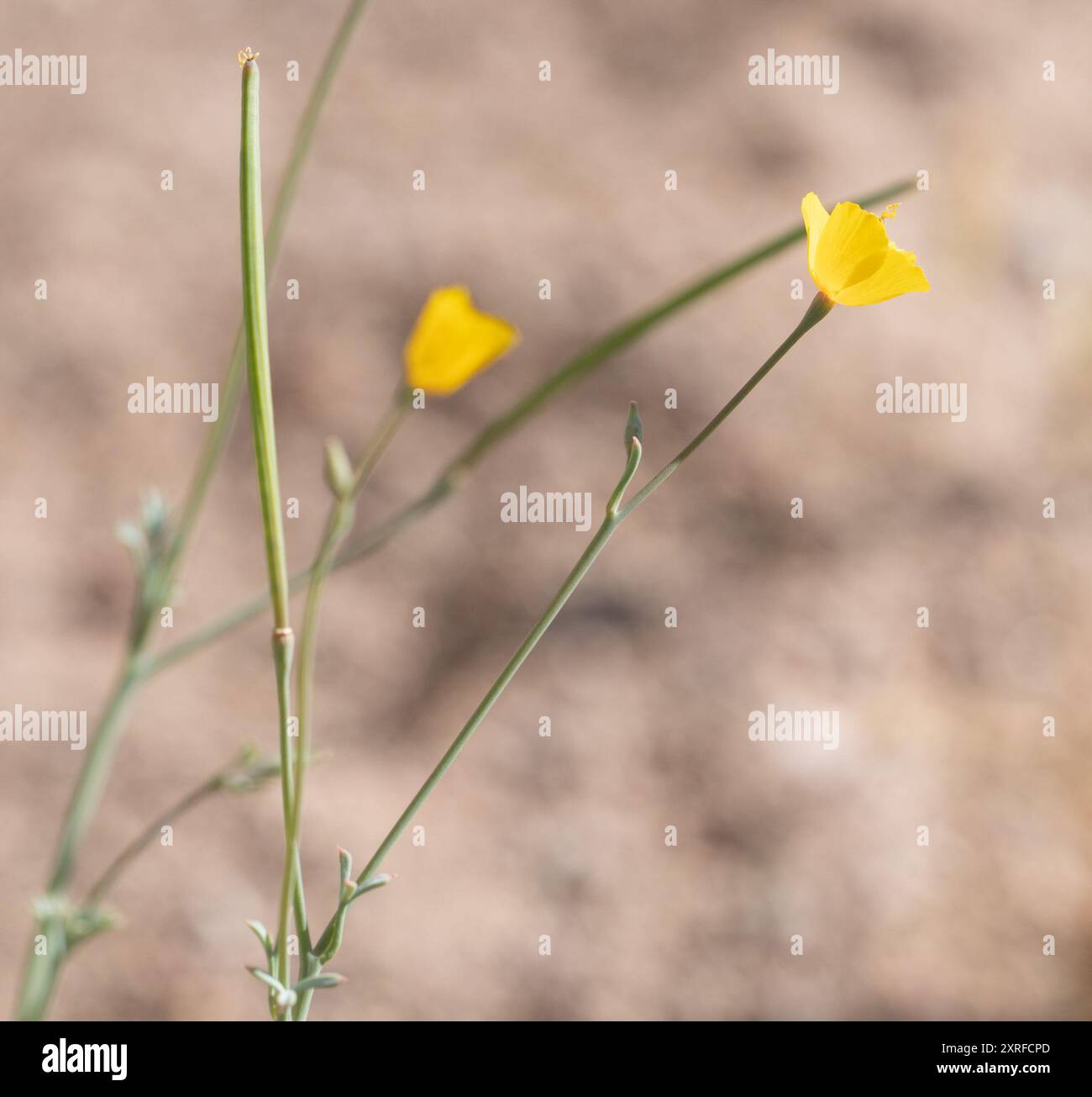 Little Gold Poppy (Eschscholzia minutiflora) Plantae Stock Photo - Alamy