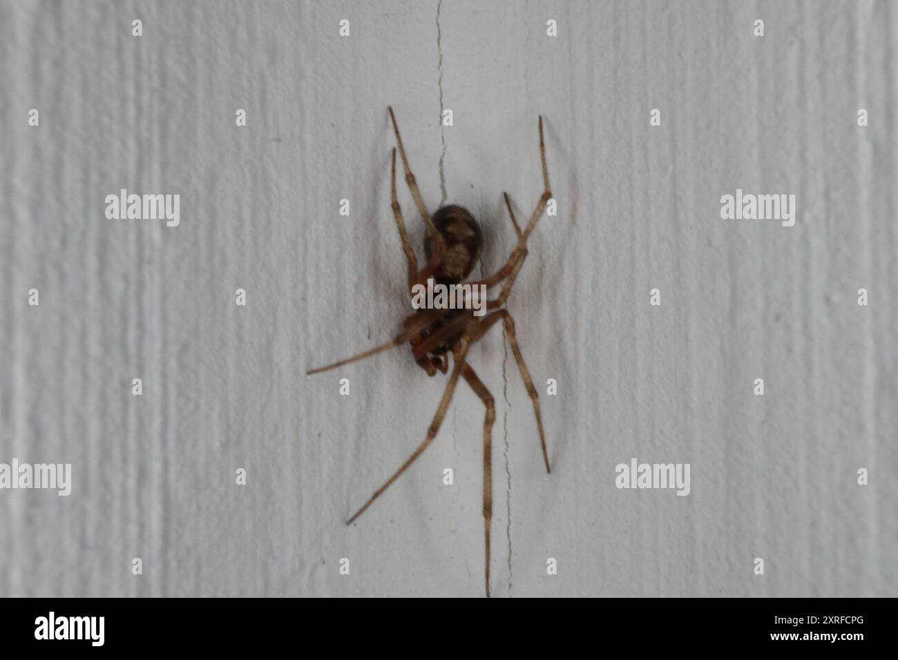 Triangulate Combfoot (Steatoda triangulosa) Arachnida Stock Photo - Alamy