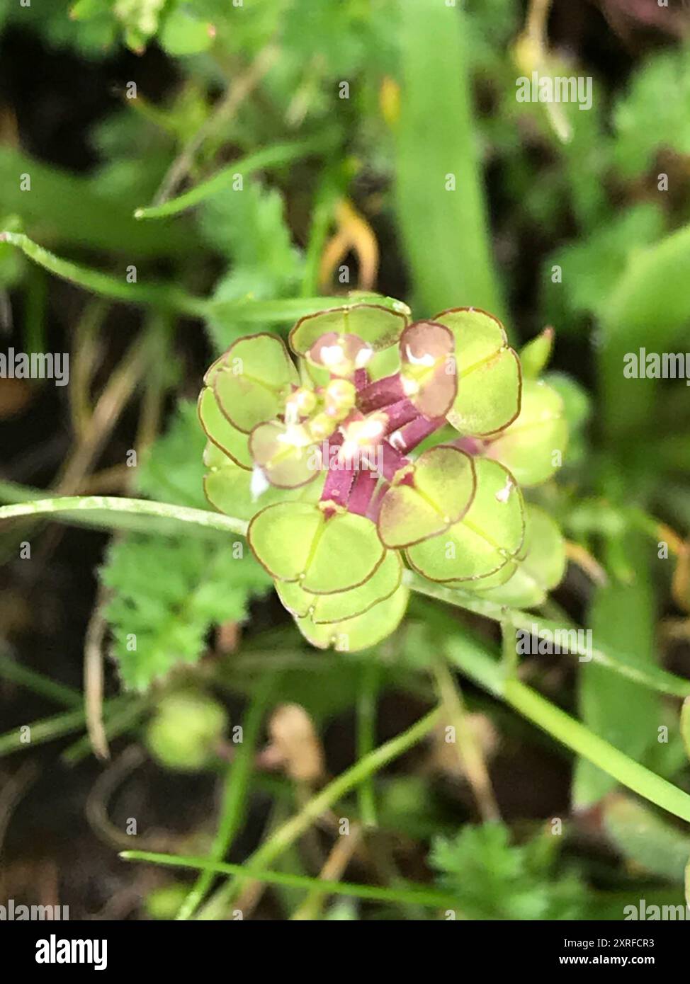Shining Pepperweed (Lepidium nitidum) Plantae Stock Photo - Alamy