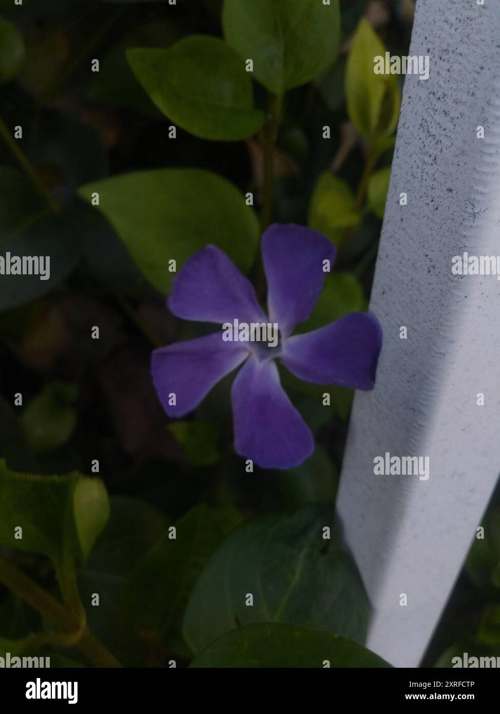 greater periwinkle (Vinca major) Plantae Stock Photo - Alamy